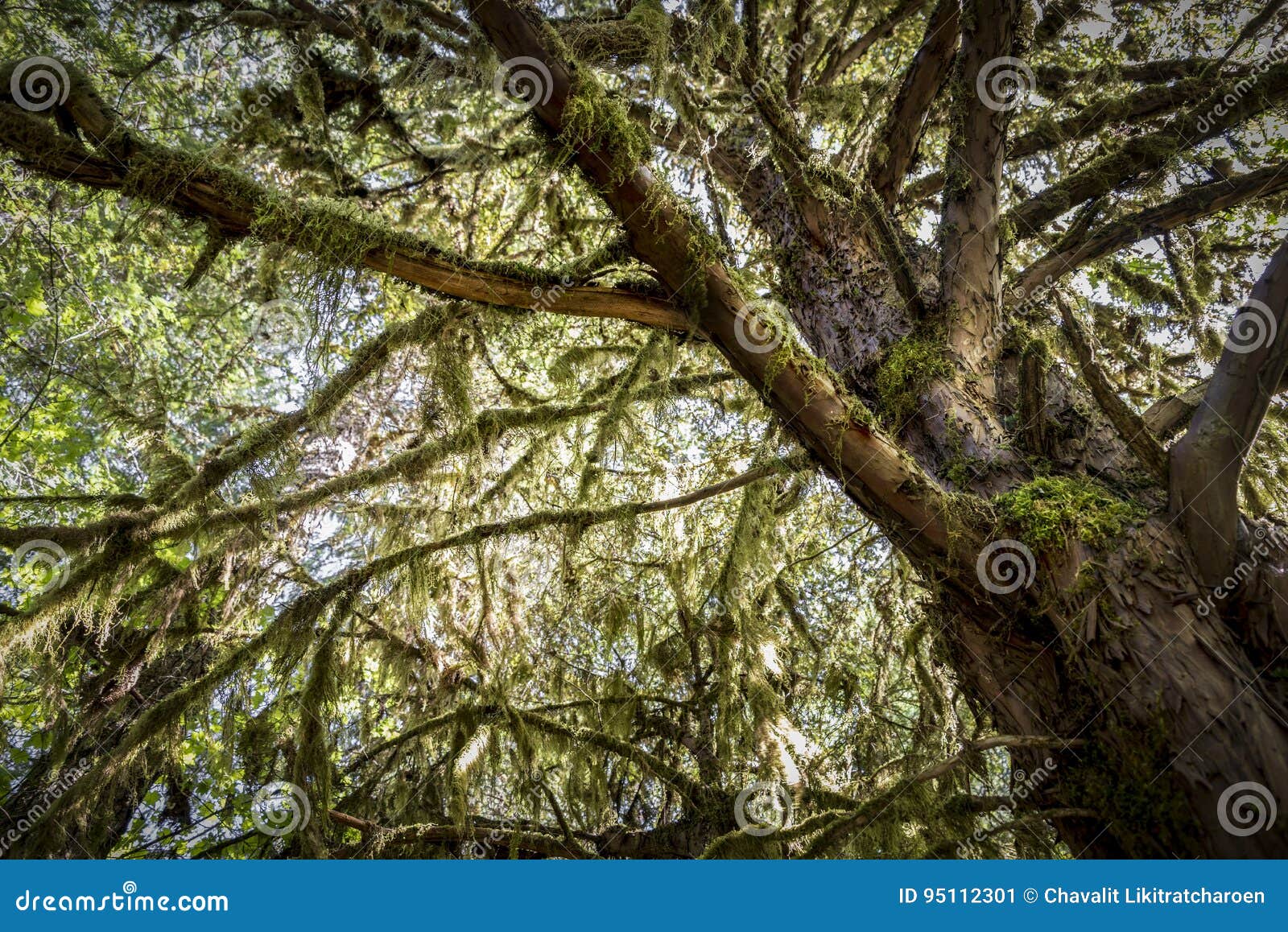 De Grote Boom Van De Sequoiacalifornische Sequoia Stock Afbeelding ...