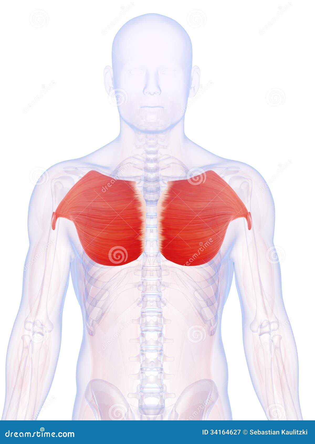 De grote borstspier stock illustratie. Illustration of illustratie ...