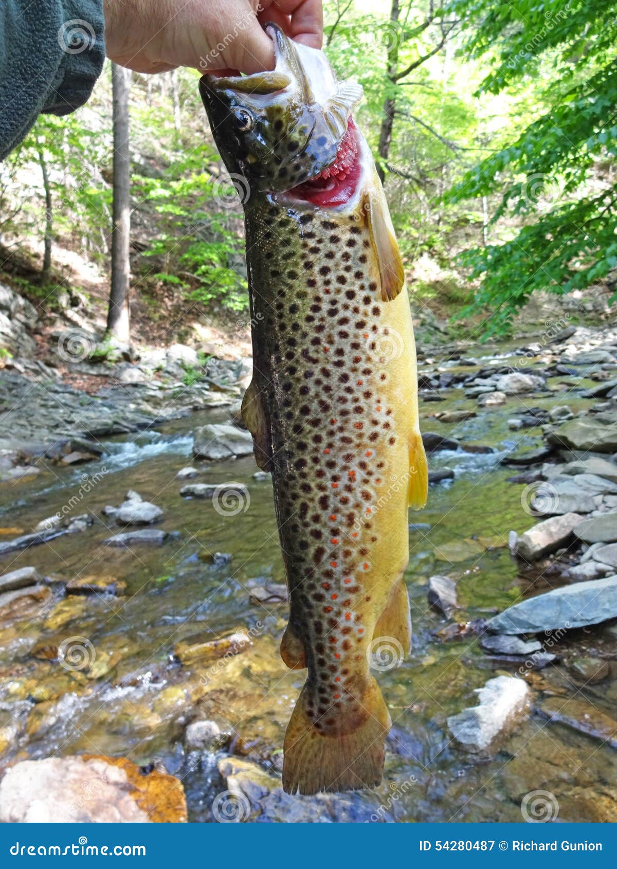 De Grote Bruine Forel Van De Owenskreek Stock Afbeelding - Image of ...