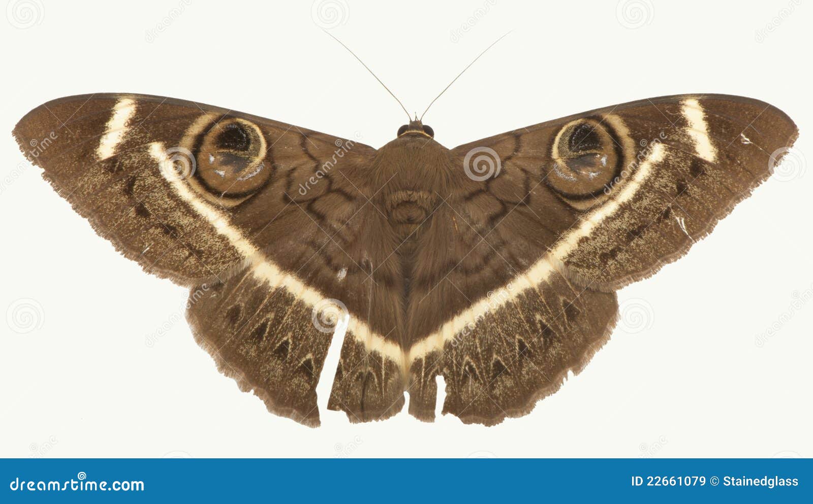 De Grote Bruine Mot Van De Uil Stock Afbeelding - Image of tropisch ...