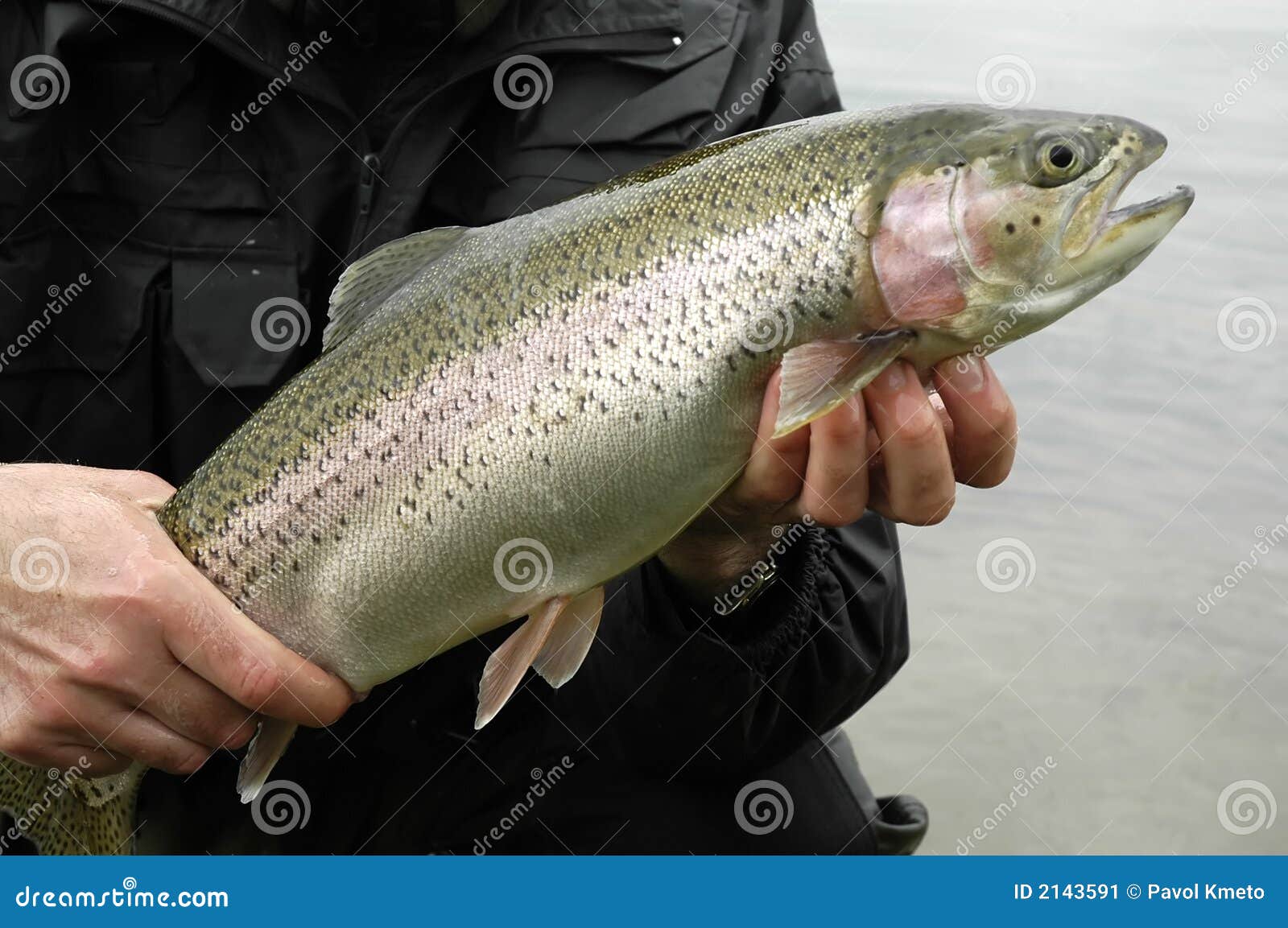 De Grote Forel Van De Regenboog Stock Afbeelding - Image of groot ...
