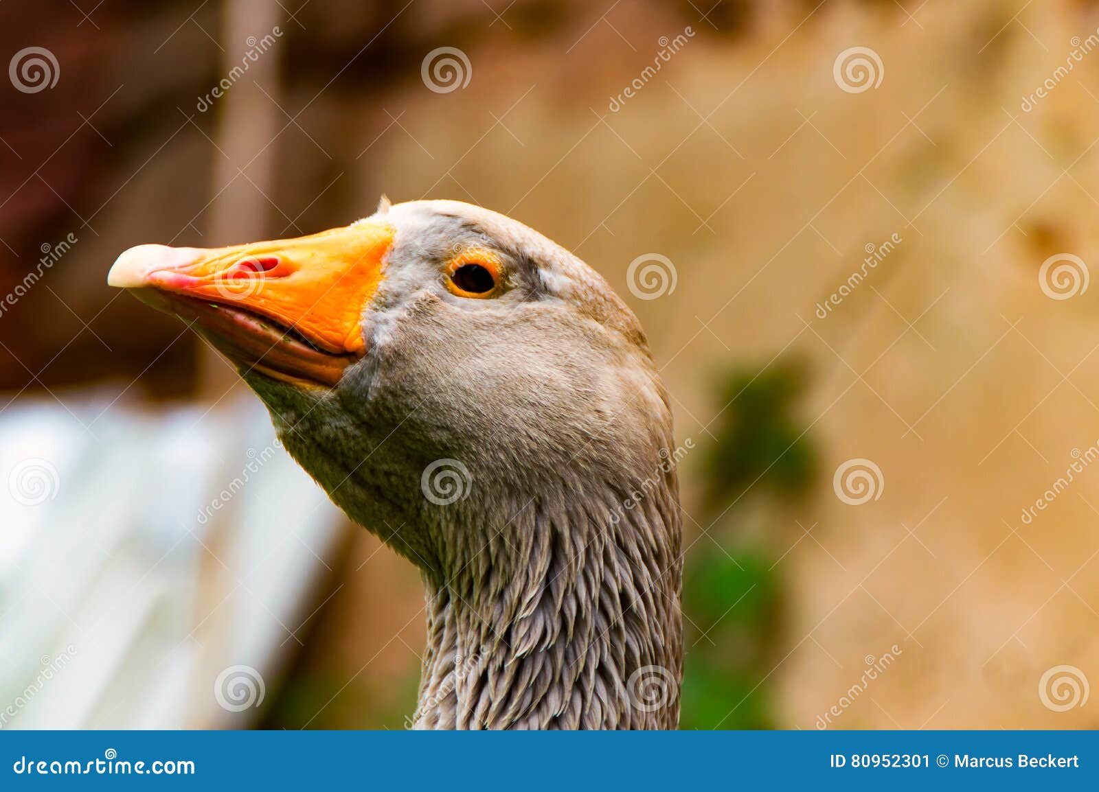 De grote Gans stock afbeelding. Image of drinken, nave - 80952301