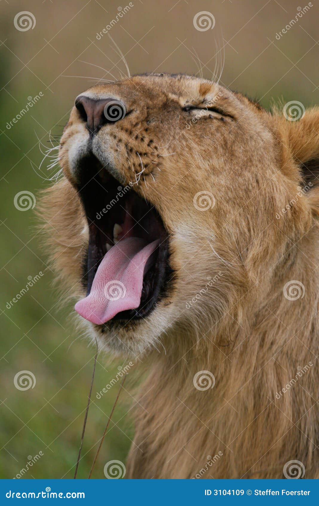 De Grote Geeuw Van De Leeuw Stock Afbeelding - Image of open, wild: 3104109