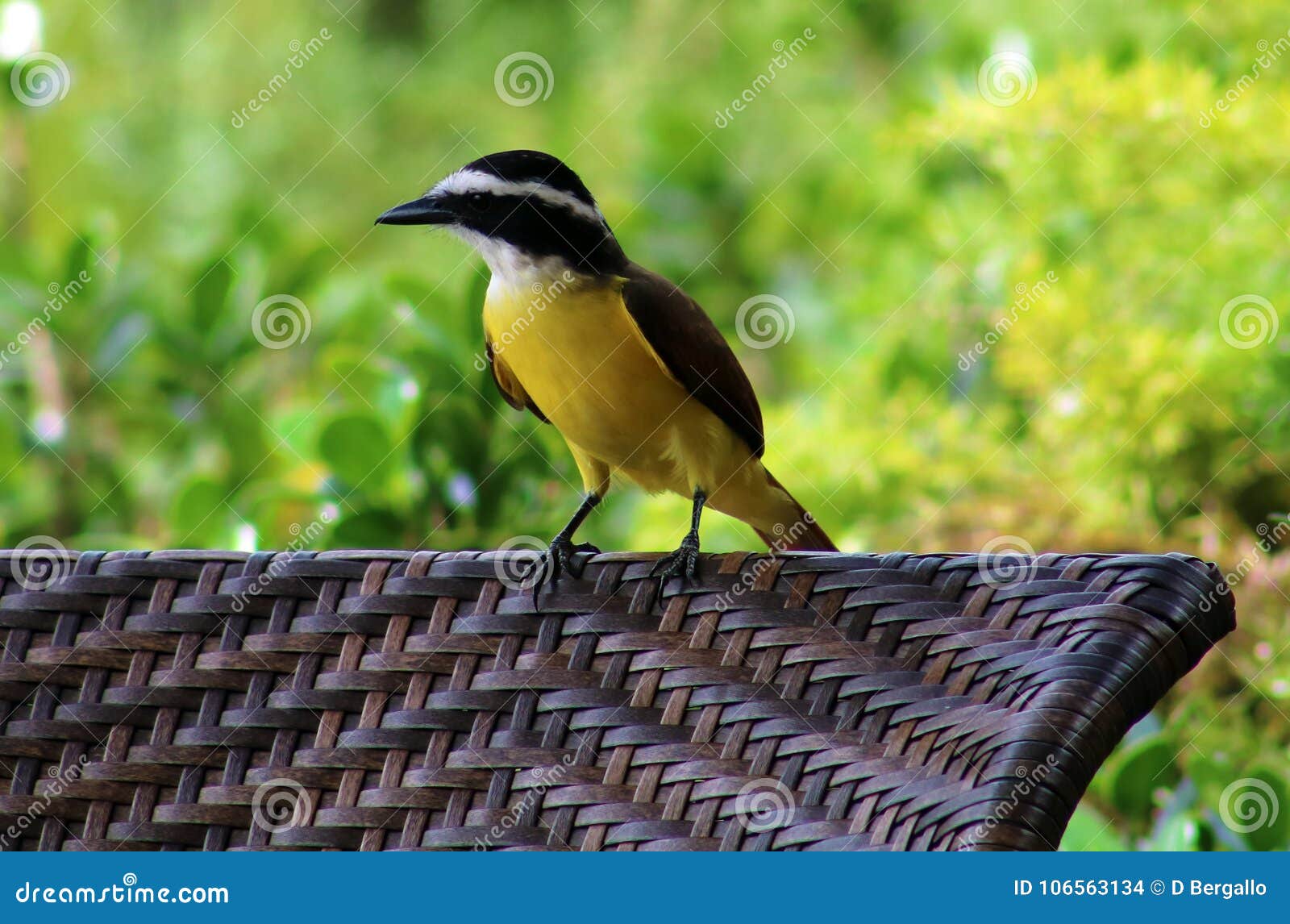 De Grote Gele Costa Rican Vogel Van Kiskadee Stock Foto - Image of ...