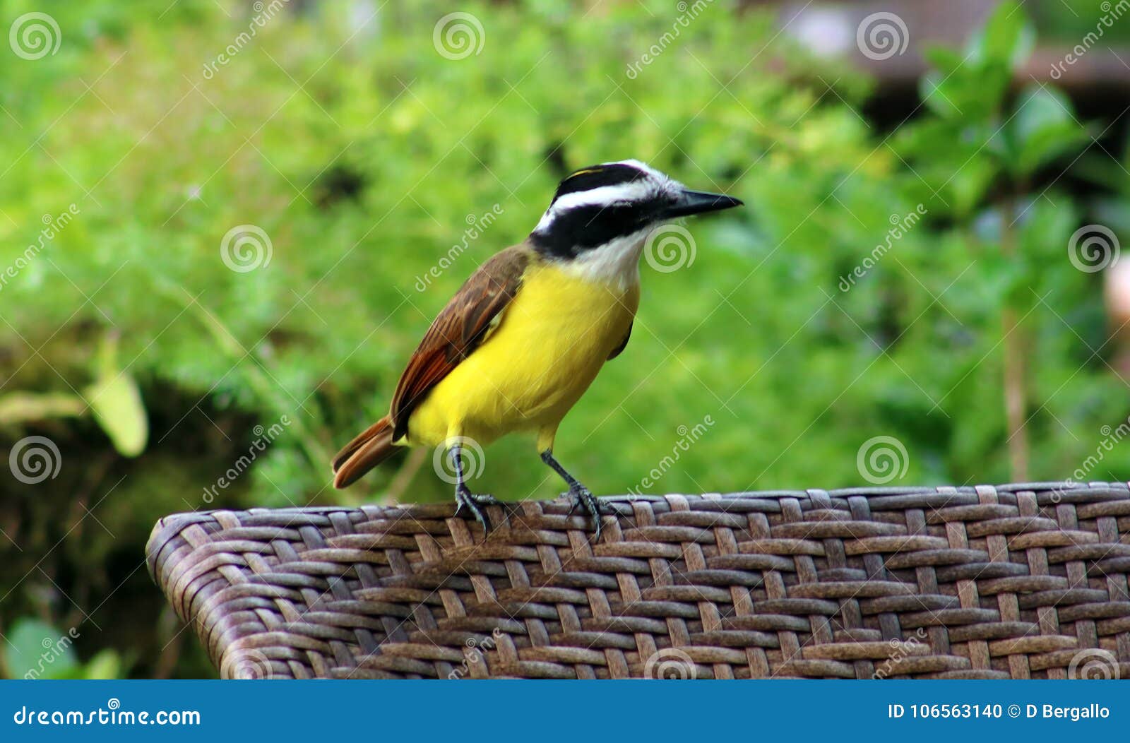 De Grote Gele Costa Rican Vogel Van Kiskadee Stock Foto - Image of ...