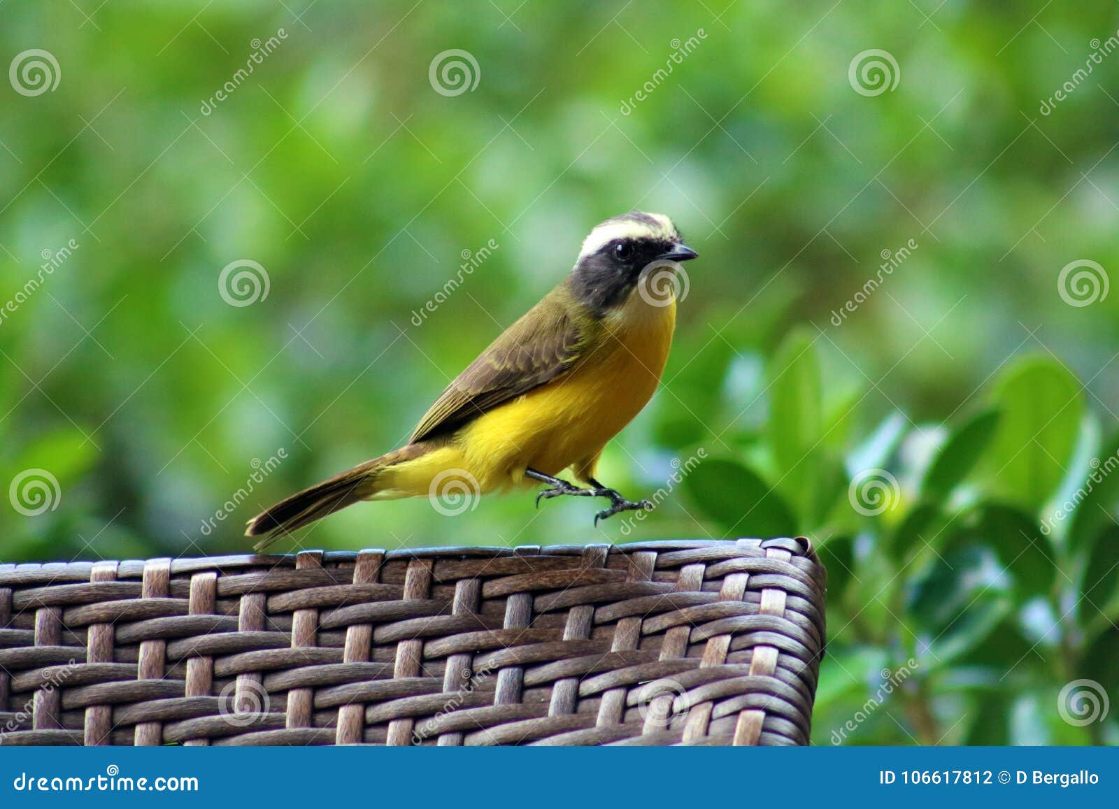 De Grote Gele Costa Rican Vogel Van Kiskadee Stock Foto - Image of ...