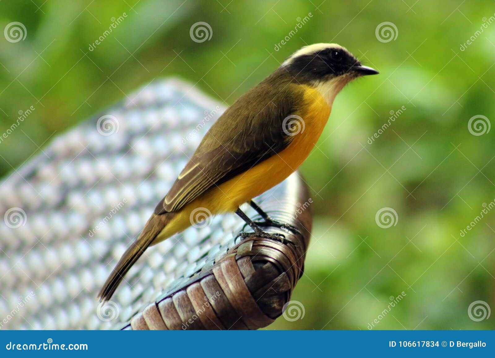 De Grote Gele Costa Rican Vogel Van Kiskadee Stock Foto - Image of wild ...