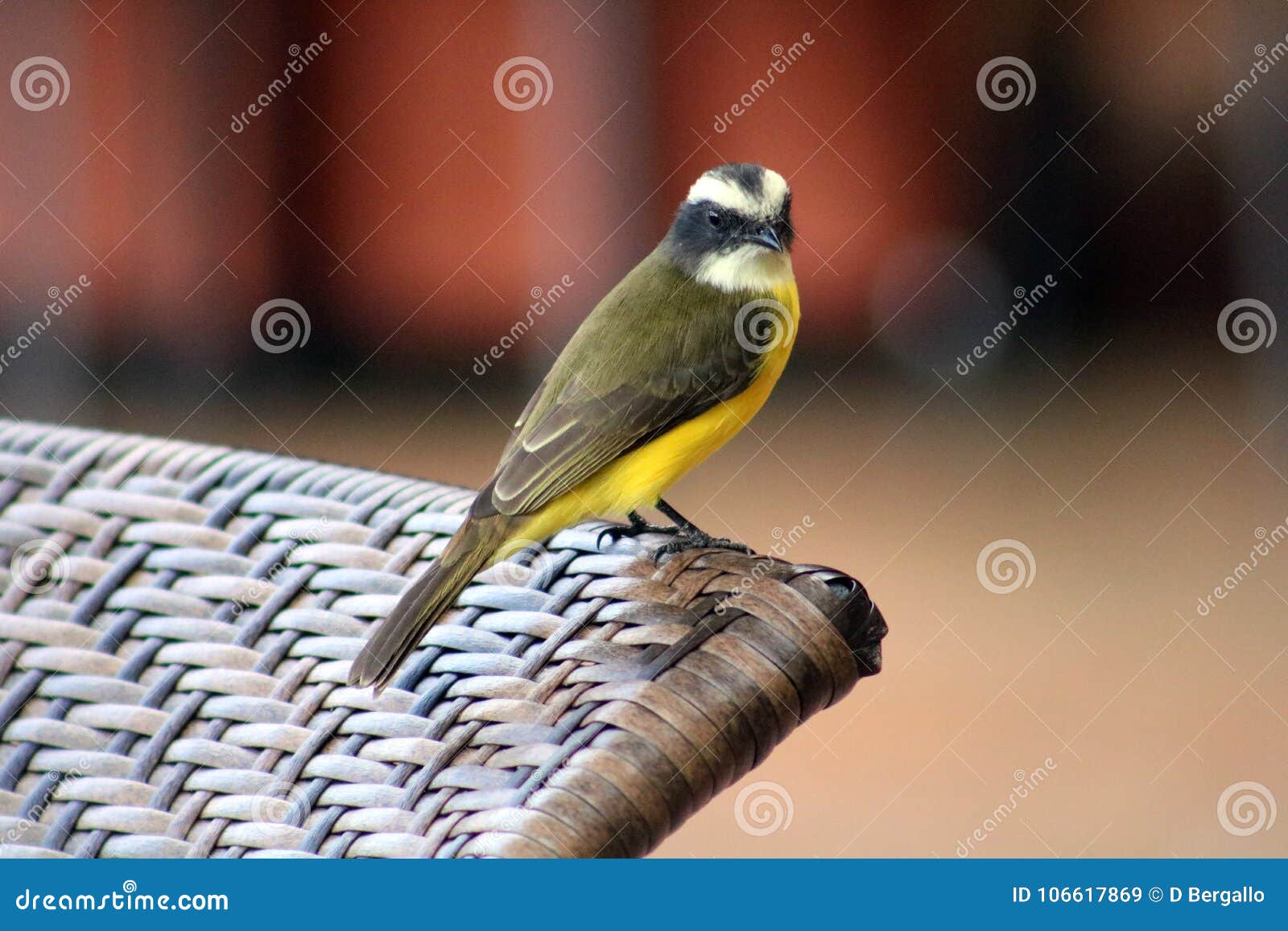 De Grote Gele Costa Rican Vogel Van Kiskadee Stock Afbeelding - Image ...