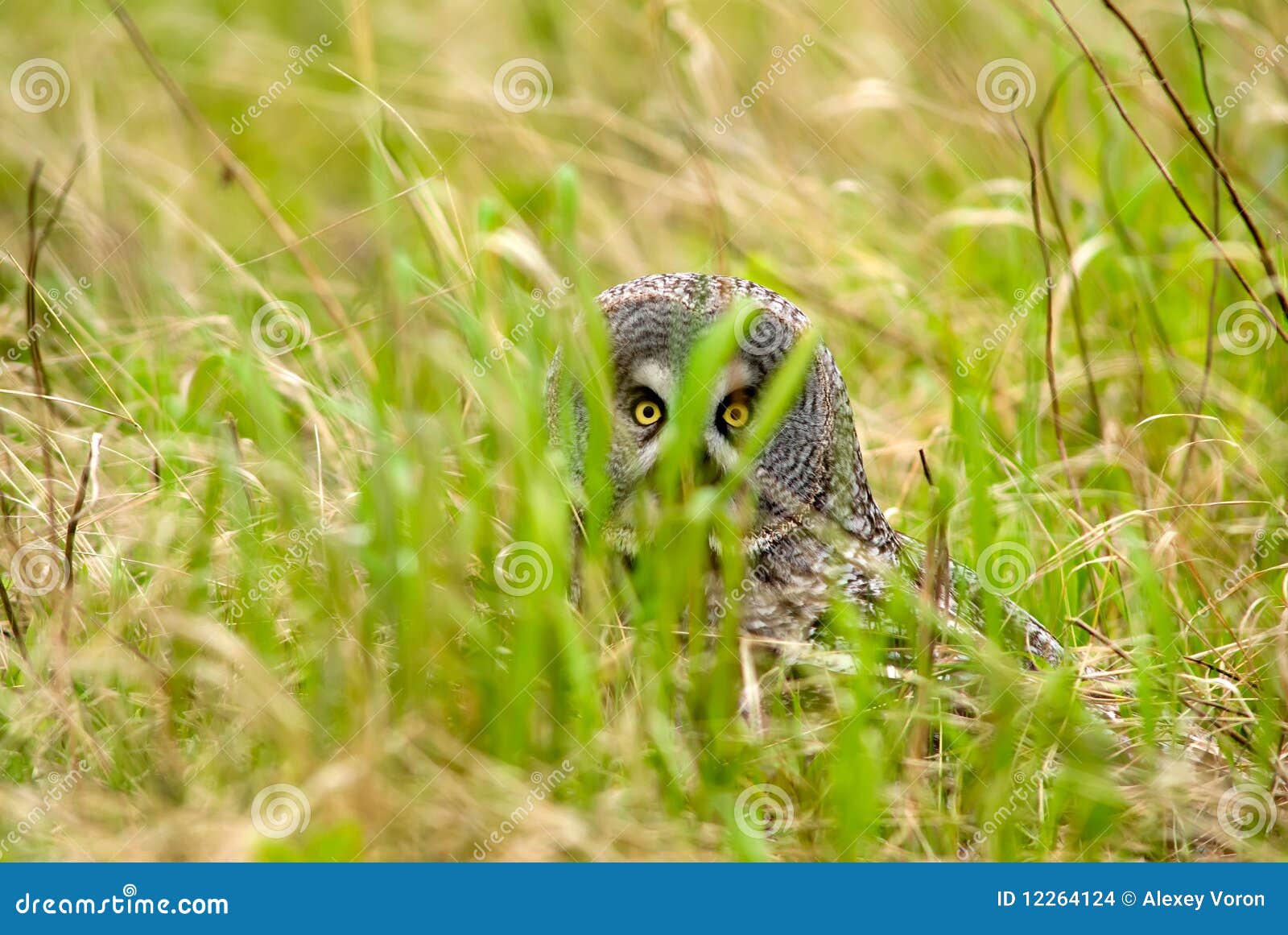 De Grote Grijze Uil Vangt De Prooi. Stock Foto - Image of vlucht ...