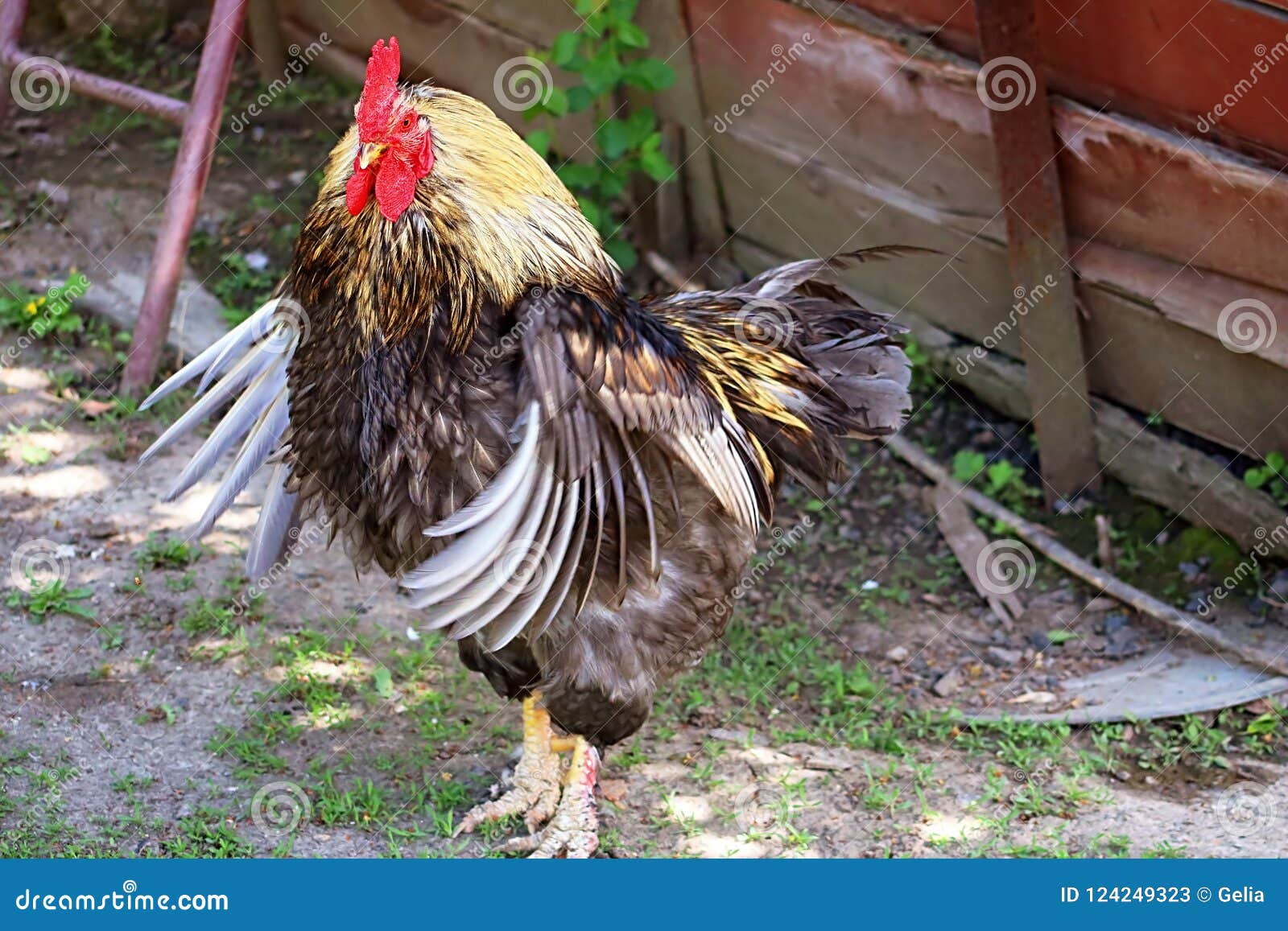 De Grote Haan Klapt Zijn Vleugel Stock Afbeelding - Image of dier ...