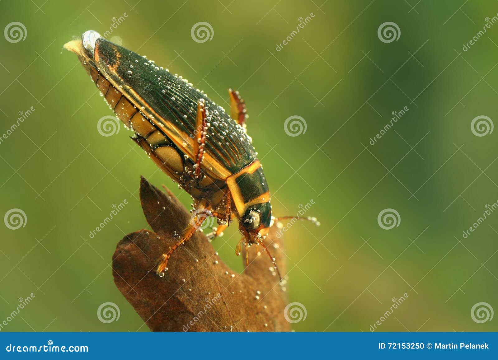 De Grote Het Duiken Kever - Dytiscus-marginalis Stock Foto - Image of ...