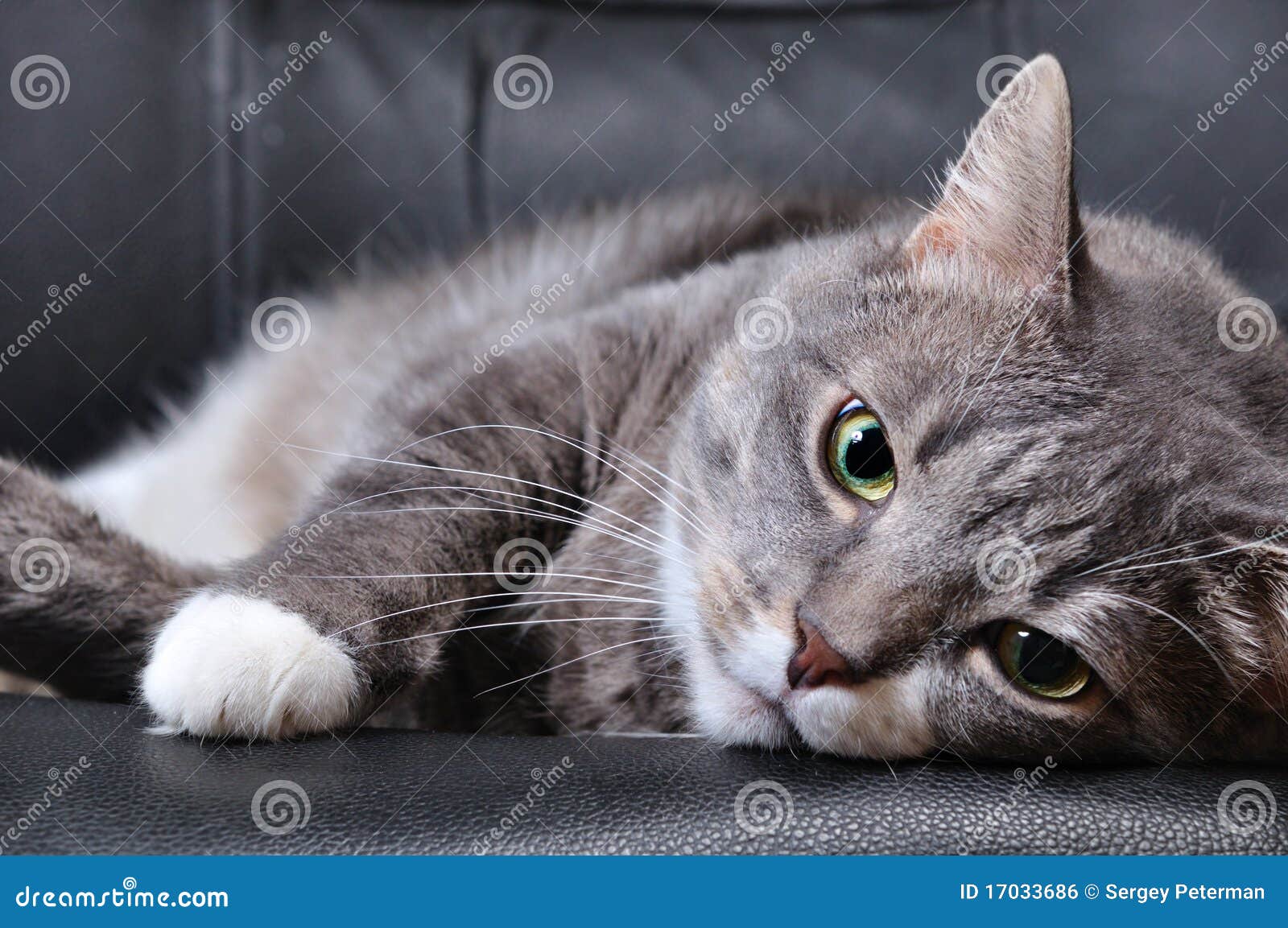 De grote kat ligt op stoel stock foto. Image of binnenlands - 17033686