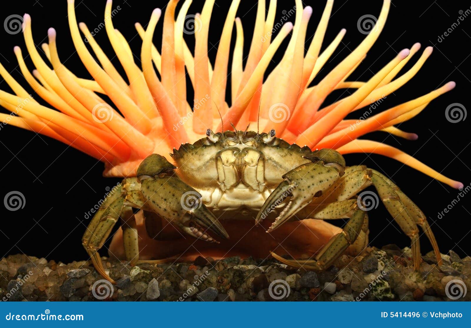 De grote krab stock foto. Image of overzees, nave, groot - 5414496