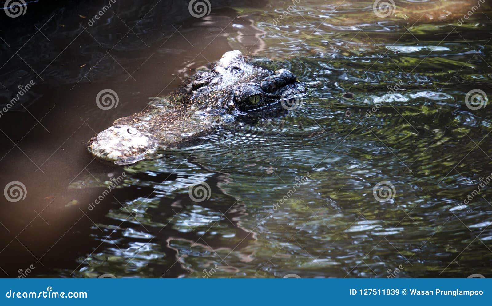 De Grote Krokodil in Thailand Stock Afbeelding - Image of roofdier ...