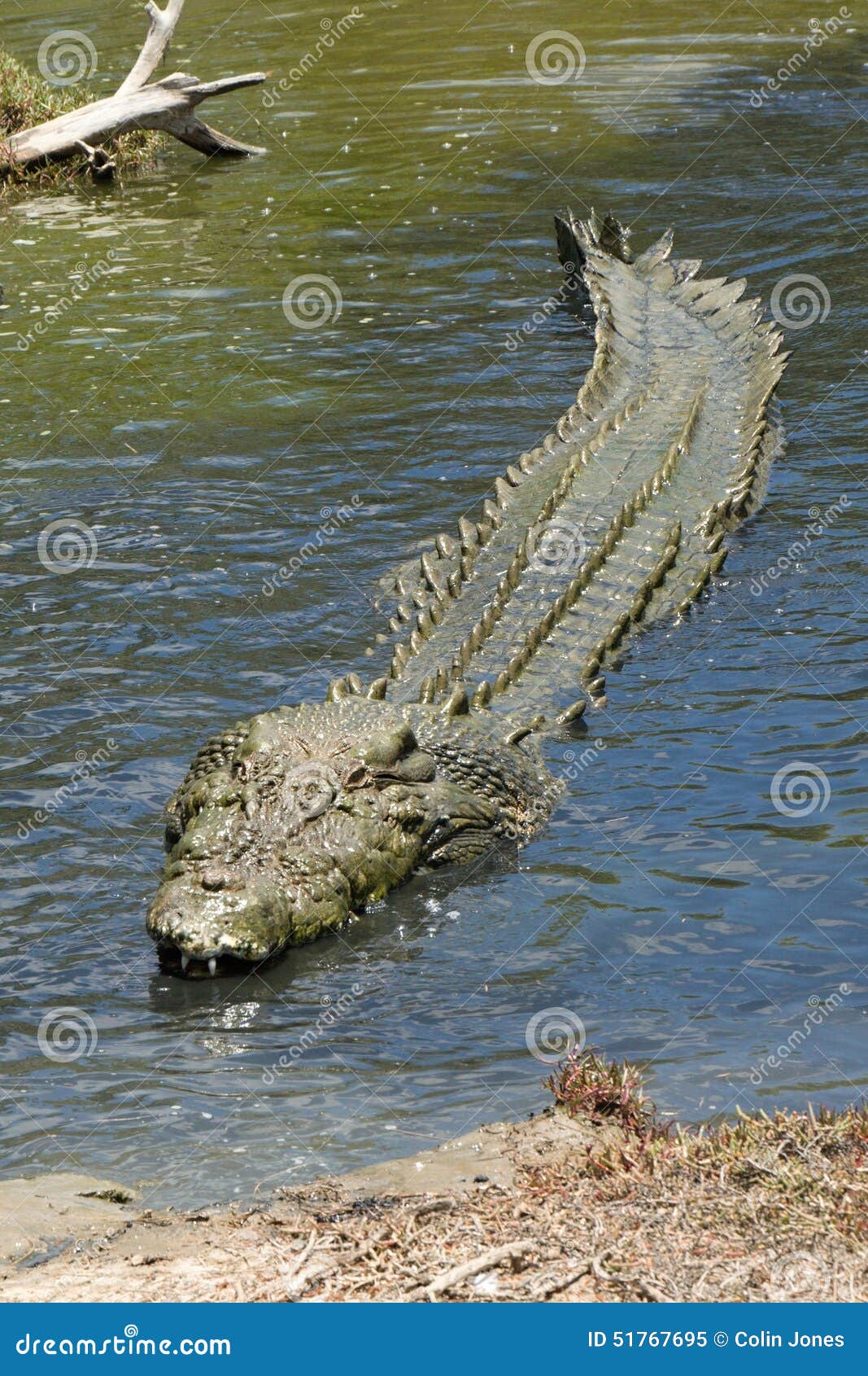 De Grote Krokodil Van Het Zoute Water Stock Afbeelding - Image of nave ...
