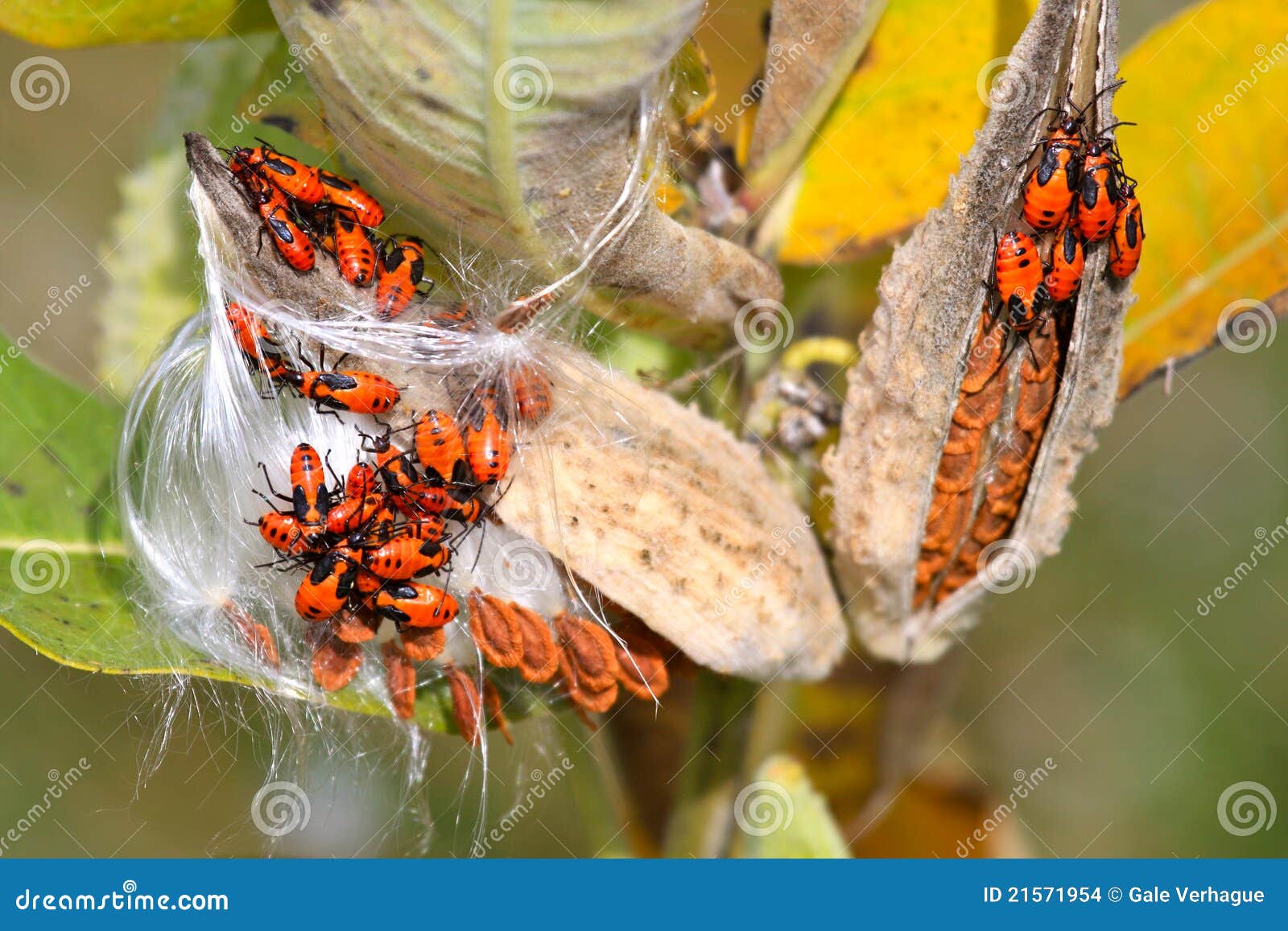 De Grote Nimfen Van Het Insect Milkweed Stock Foto - Image of ...