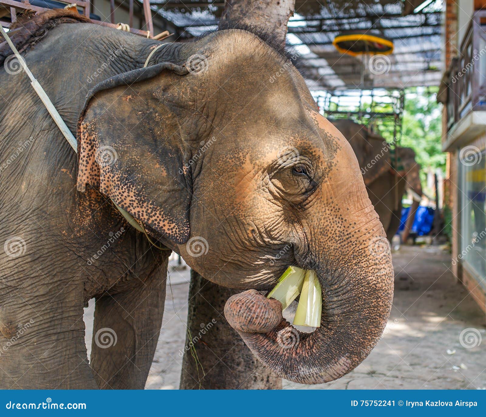 De Grote Olifant Eet Een Banaanboom Stock Afbeelding - Image of boom ...