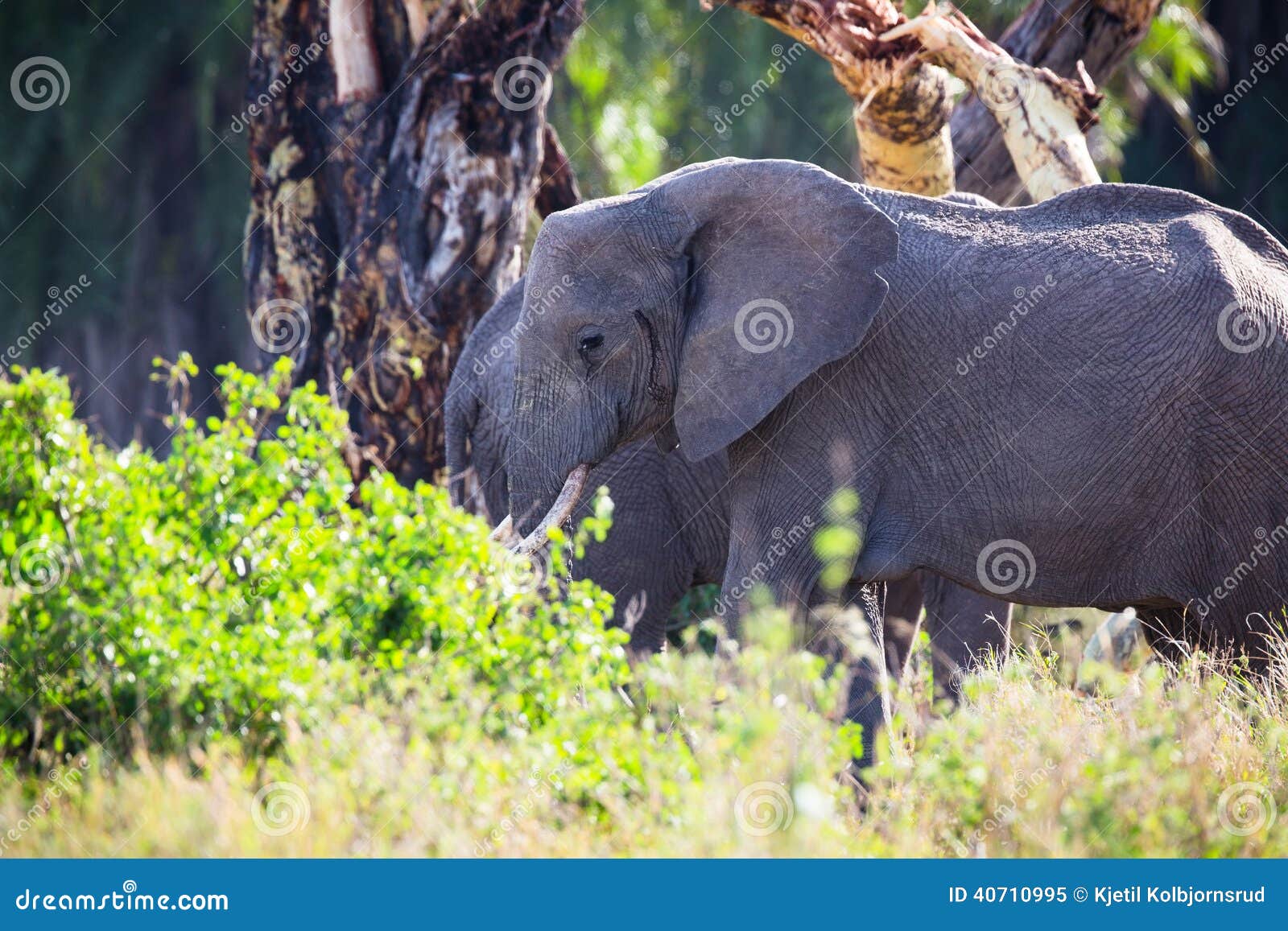 De Grote Olifant Eet in Serengeti Stock Afbeelding - Image of ...