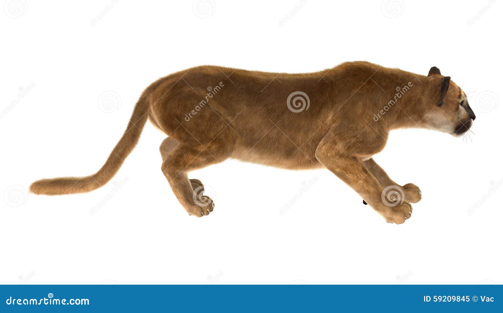 De grote Poema van de Kat stock afbeelding. Image of achtergrond - 59209845