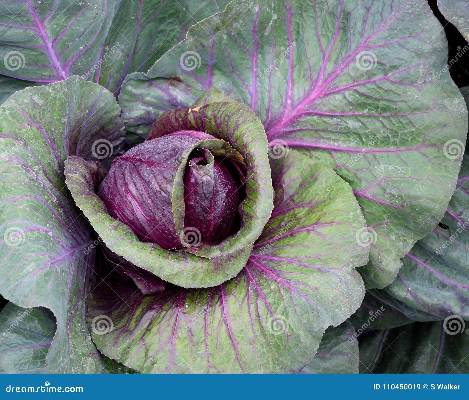 De Grote Rode Kool Van Savooiekooldeadon Stock Afbeelding - Image of ...