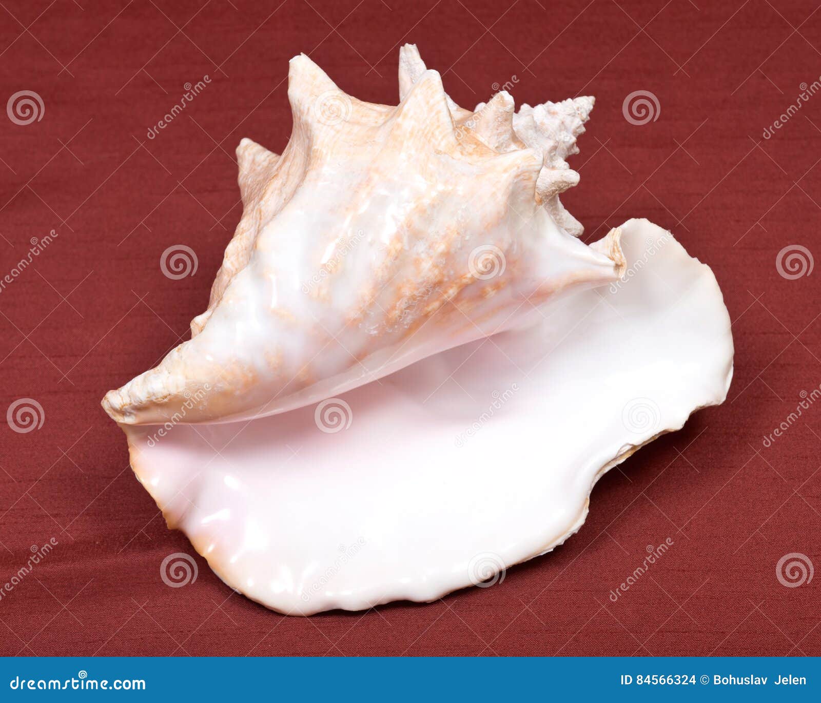 De Grote Roze Zeeschelp Van De Koninginkroonslak Stock Foto - Image of ...