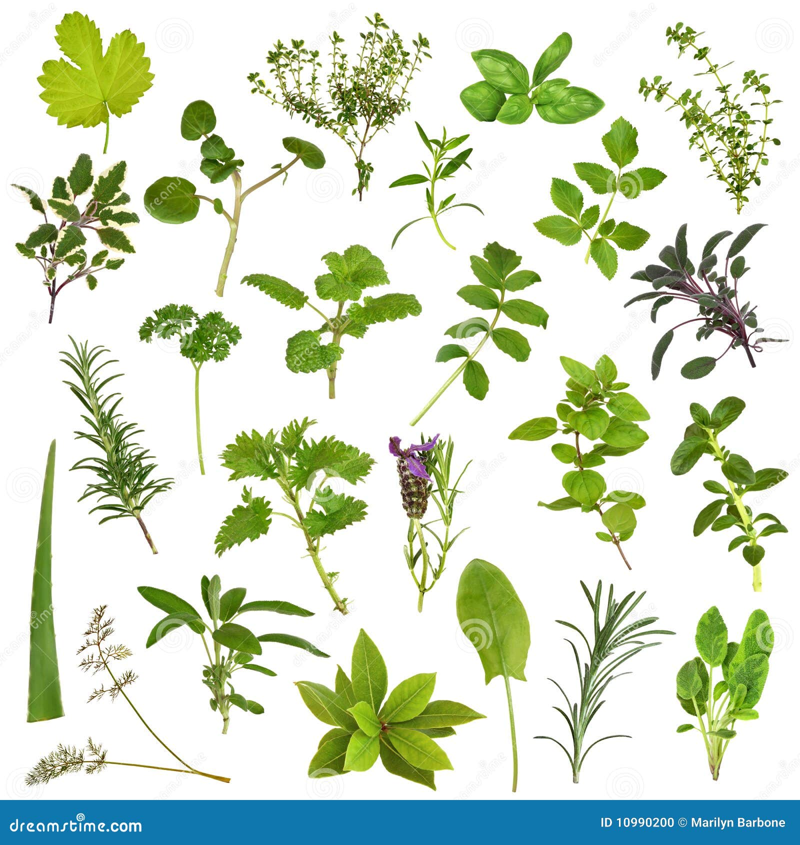 De Grote Selectie Van Het Blad Van Het Kruid Stock Foto - Image of ...