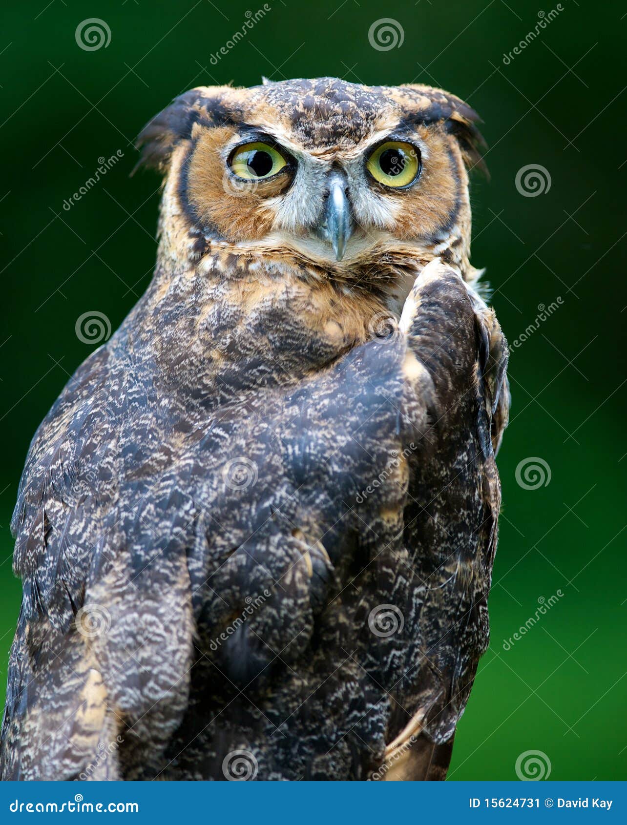 De grote Uil van de Schuur stock afbeelding. Image of dier - 15624731