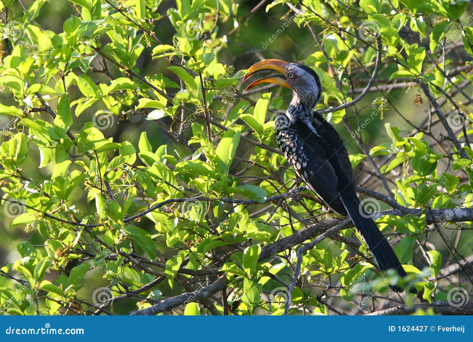De grote Vogel van de Bek stock afbeelding. Image of nave - 1624427