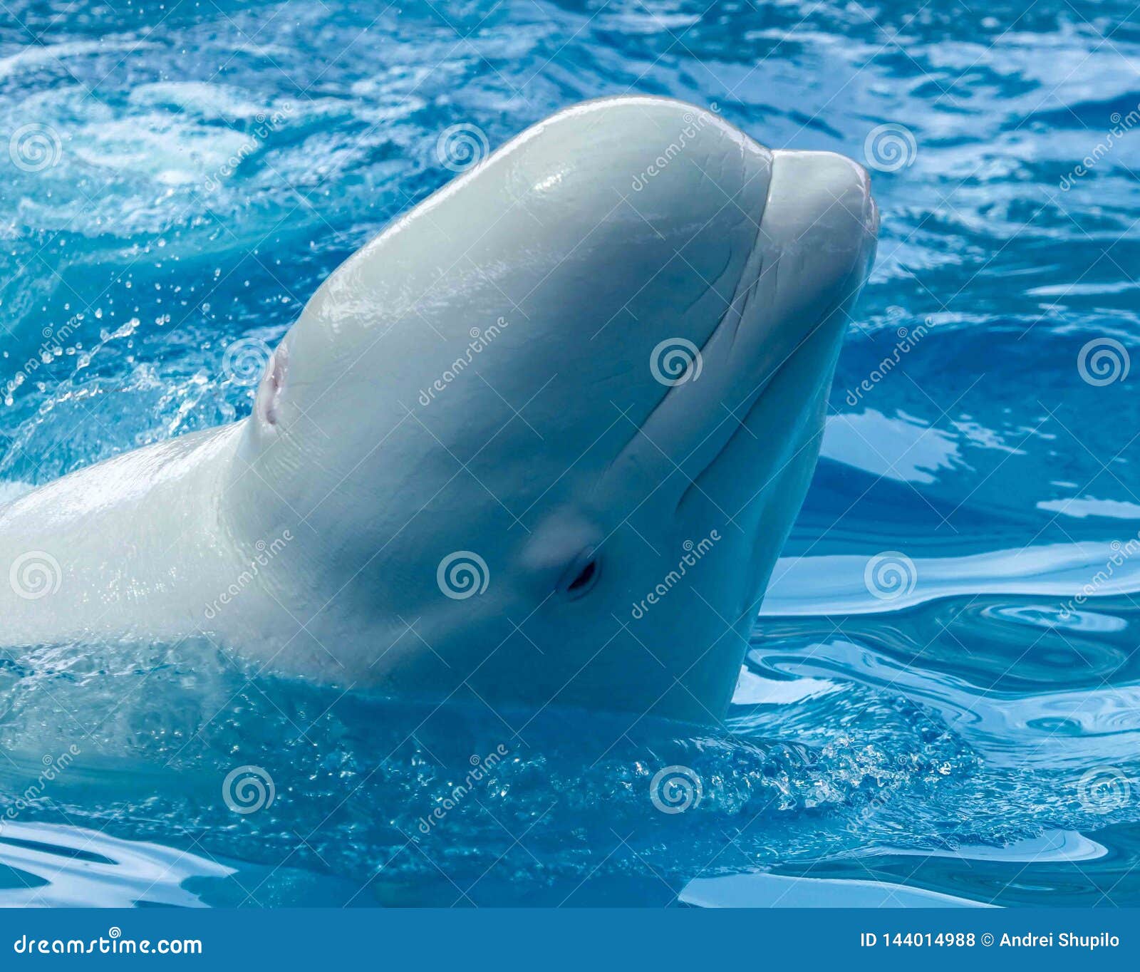 De Grote Witte Dolfijn Zwemt in De Pool Stock Foto - Image of vissen ...