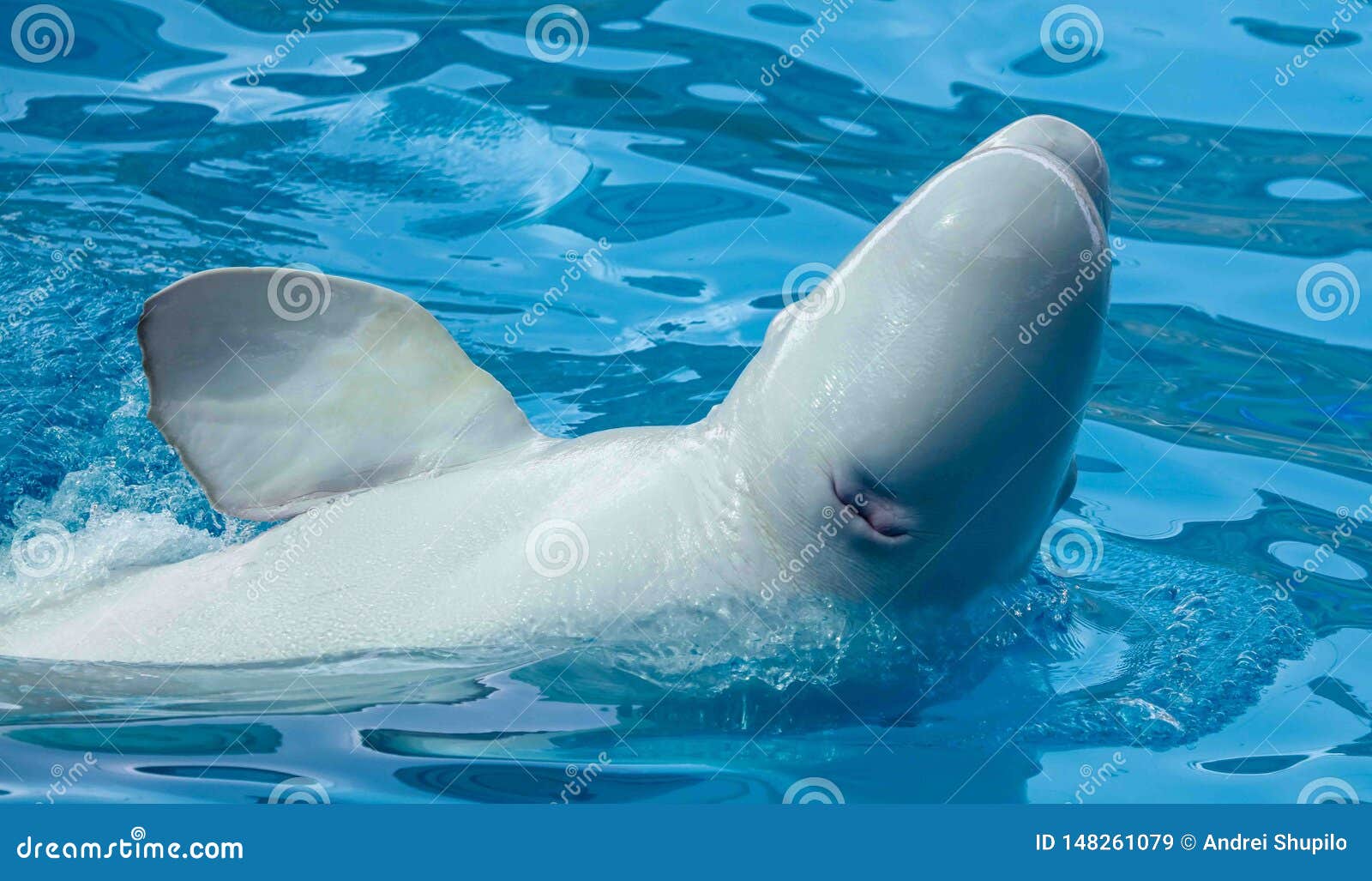 De Grote Witte Dolfijn Zwemt in De Pool Stock Afbeelding - Image of ...