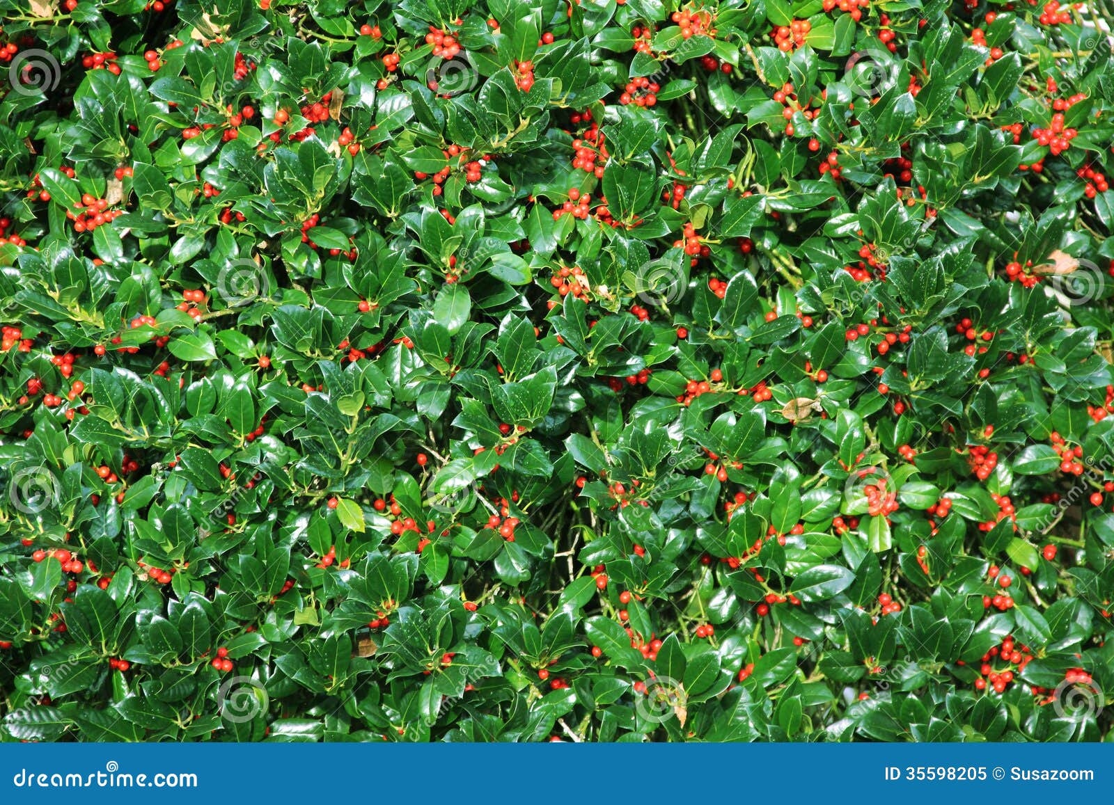 De Haag Van De Hulststruik Met Bessen Stock Afbeelding - Image of groen ...