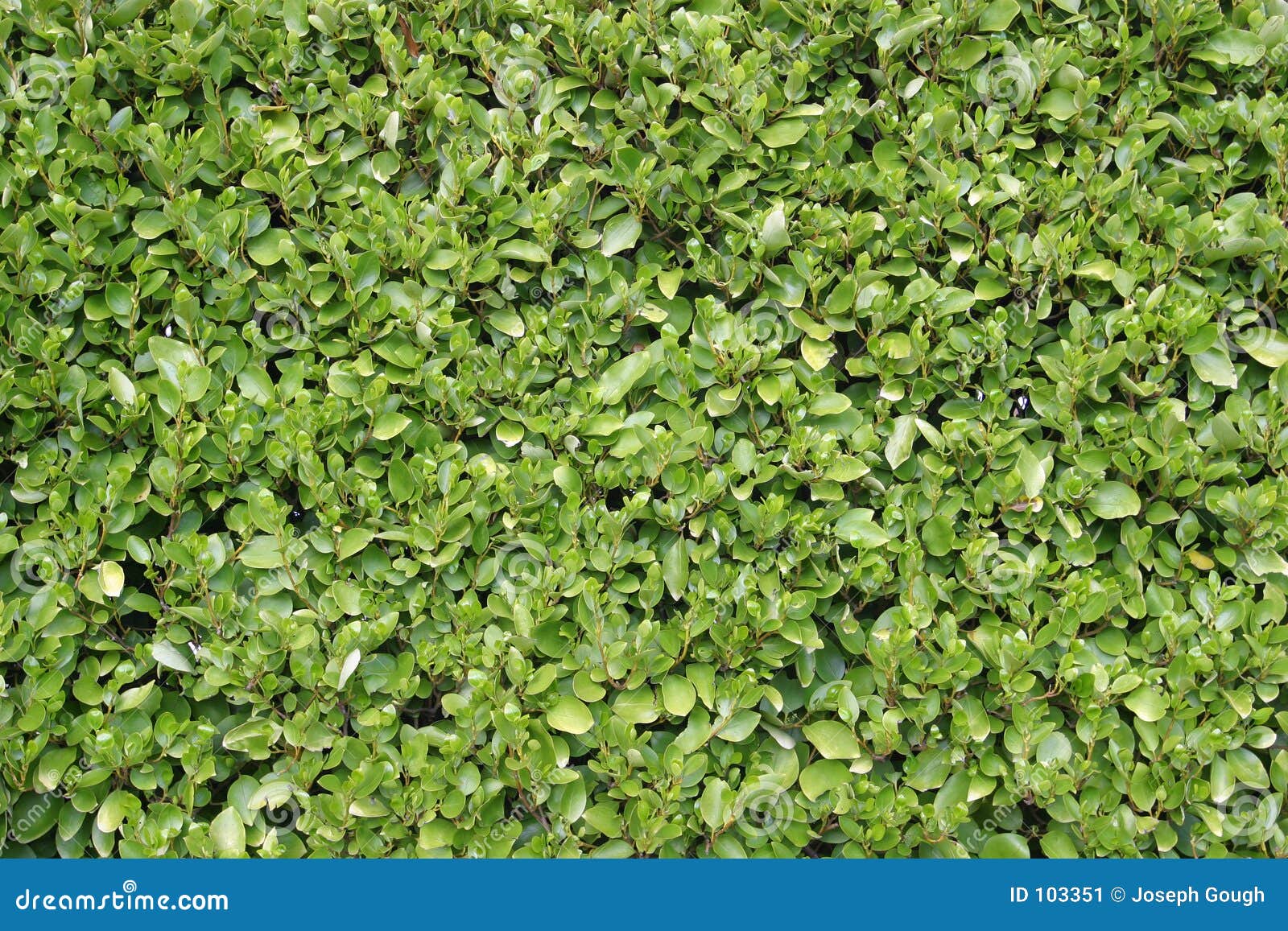 De Haag van de liguster stock afbeelding. Image of boom - 103351