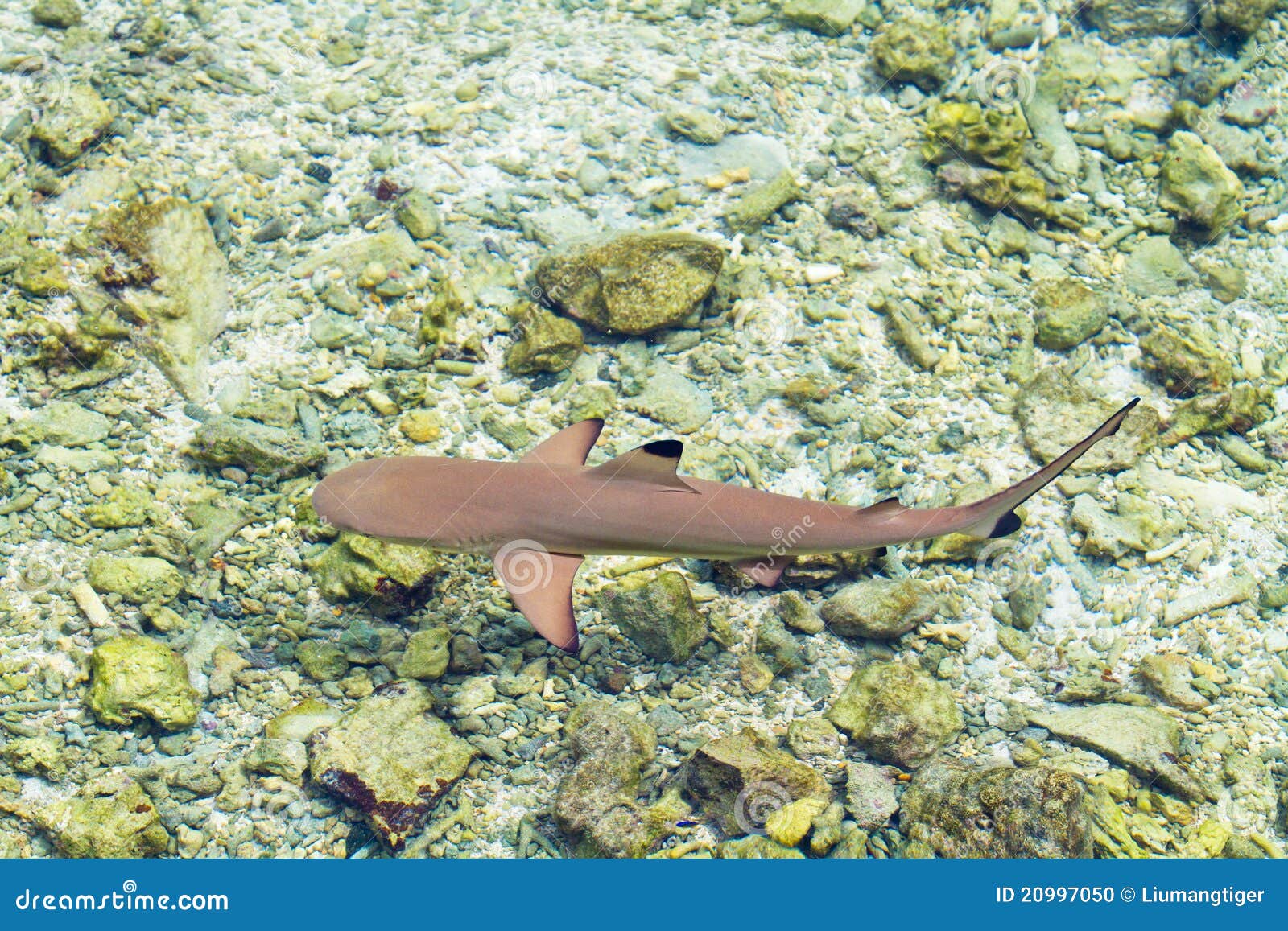 De haai van de baby stock foto. Image of vinnen, nave - 20997050