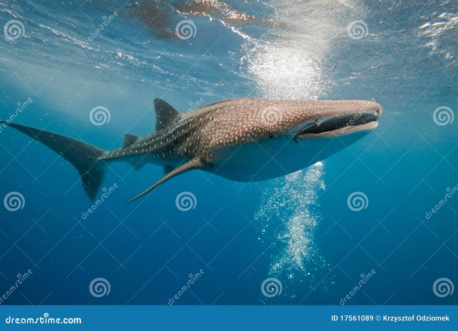 De haai van de walvis stock afbeelding. Image of wild - 17561089