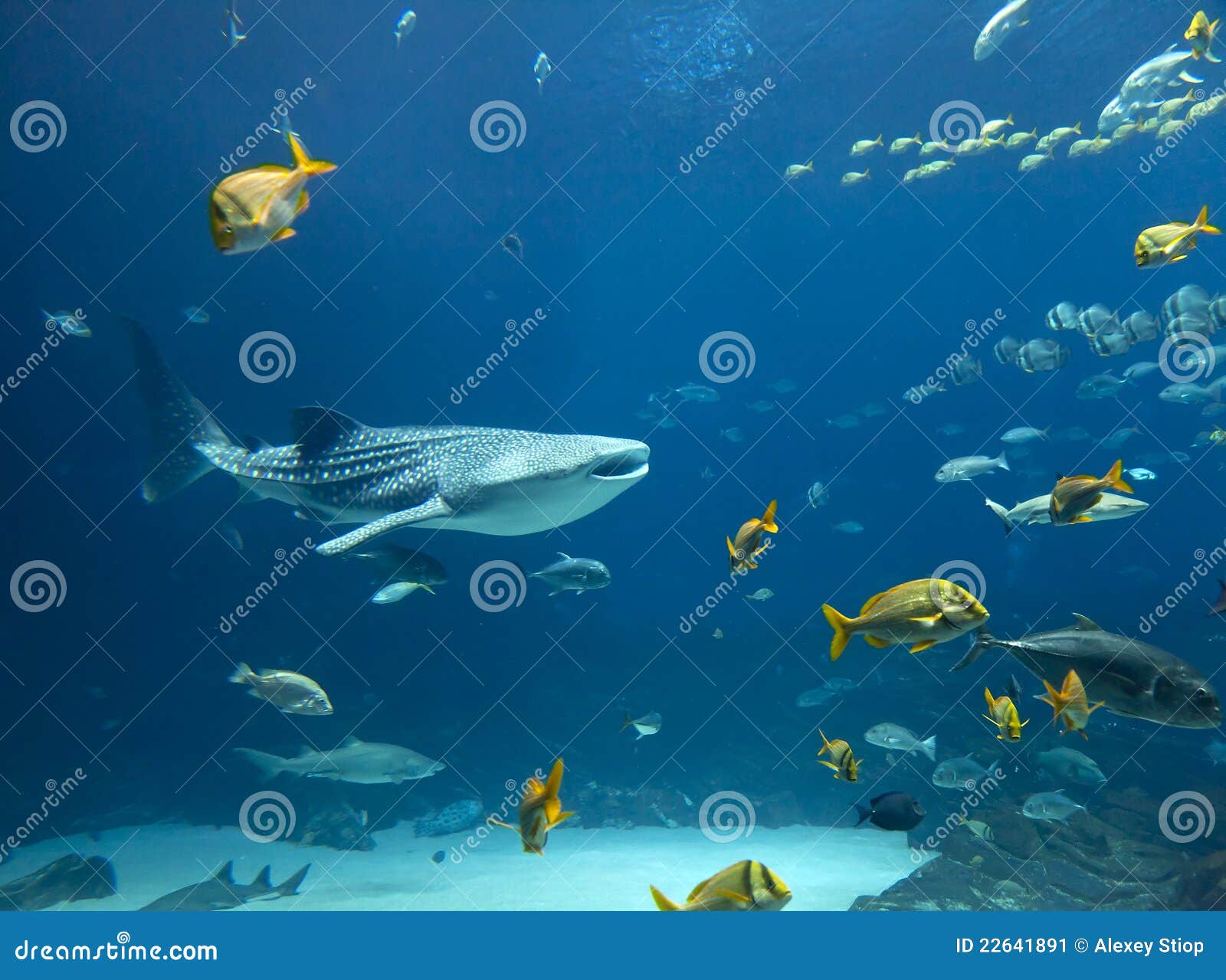 De Haai van de walvis stock afbeelding. Image of aquatisch - 22641891