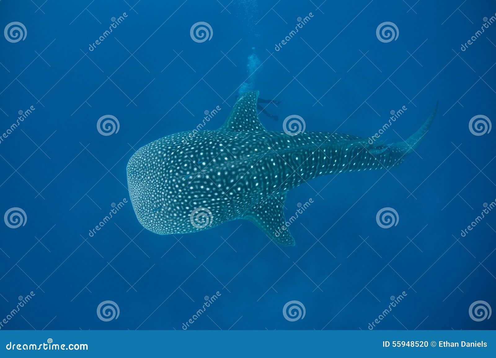 De haai van de walvis stock foto. Image of grootste, kleuring - 55948520