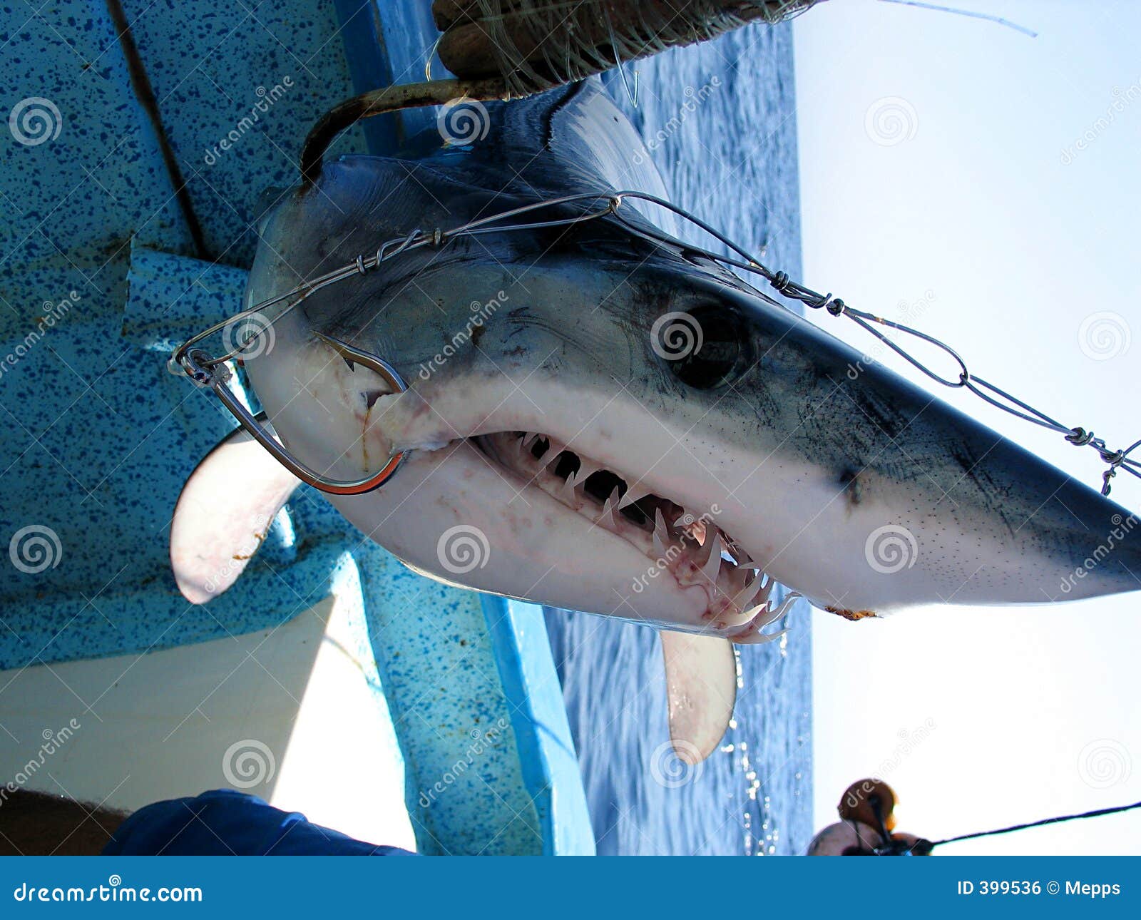 De Haai van Mako stock foto. Image of vissen, haai, boot - 399536