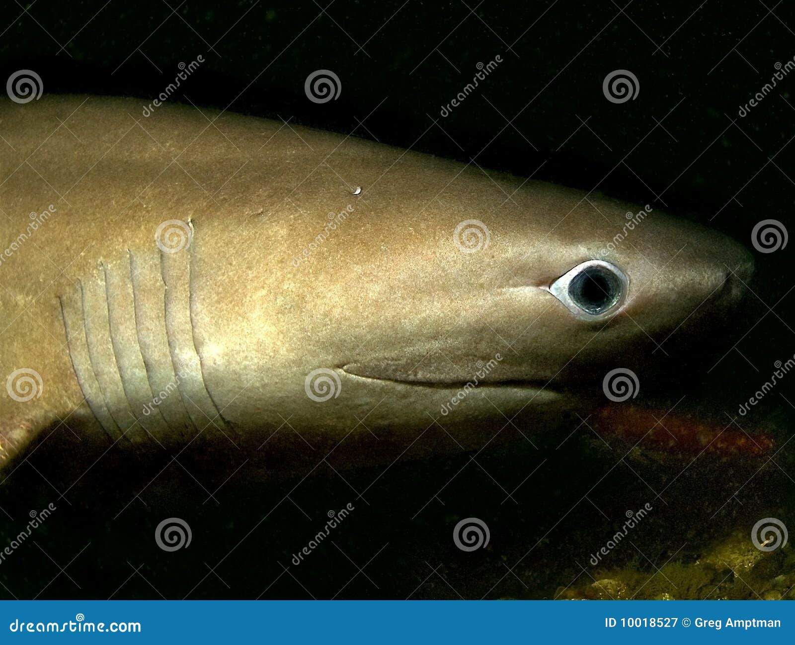 De Haai van zes Kieuw stock afbeelding. Image of vakantie - 10018527