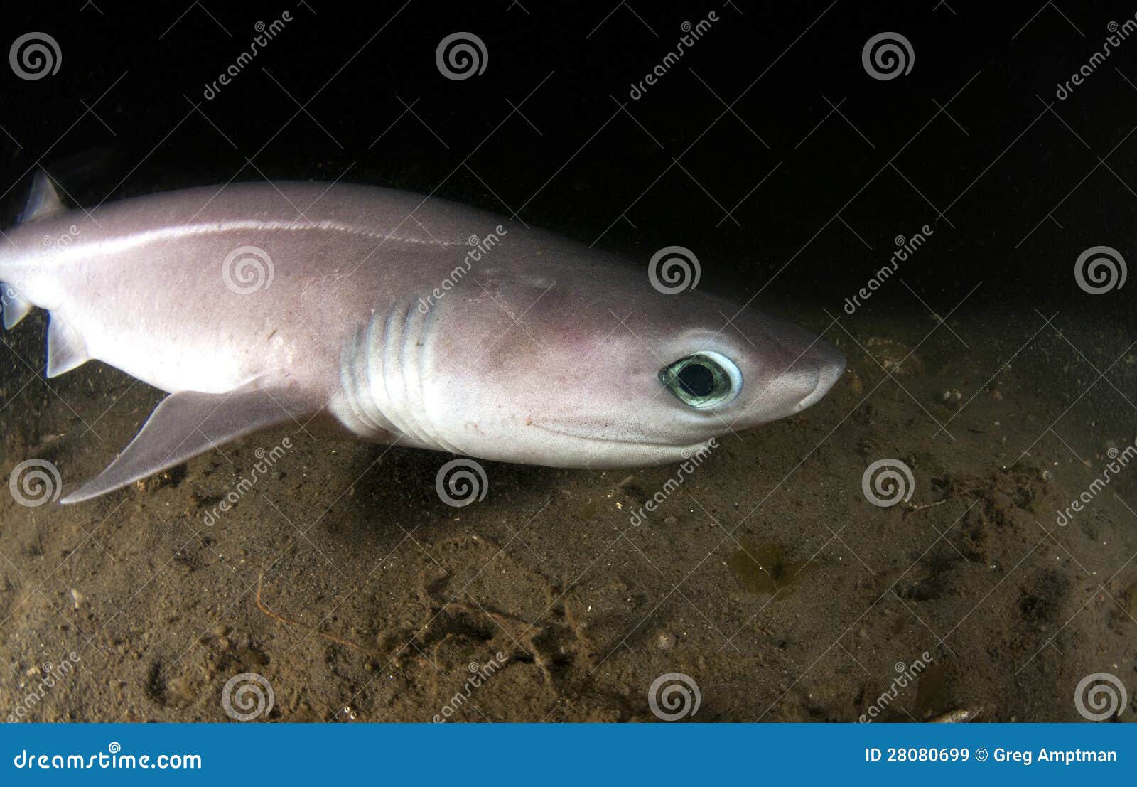 De Haai van zes Kieuw stock afbeelding. Image of oceaan - 28080699