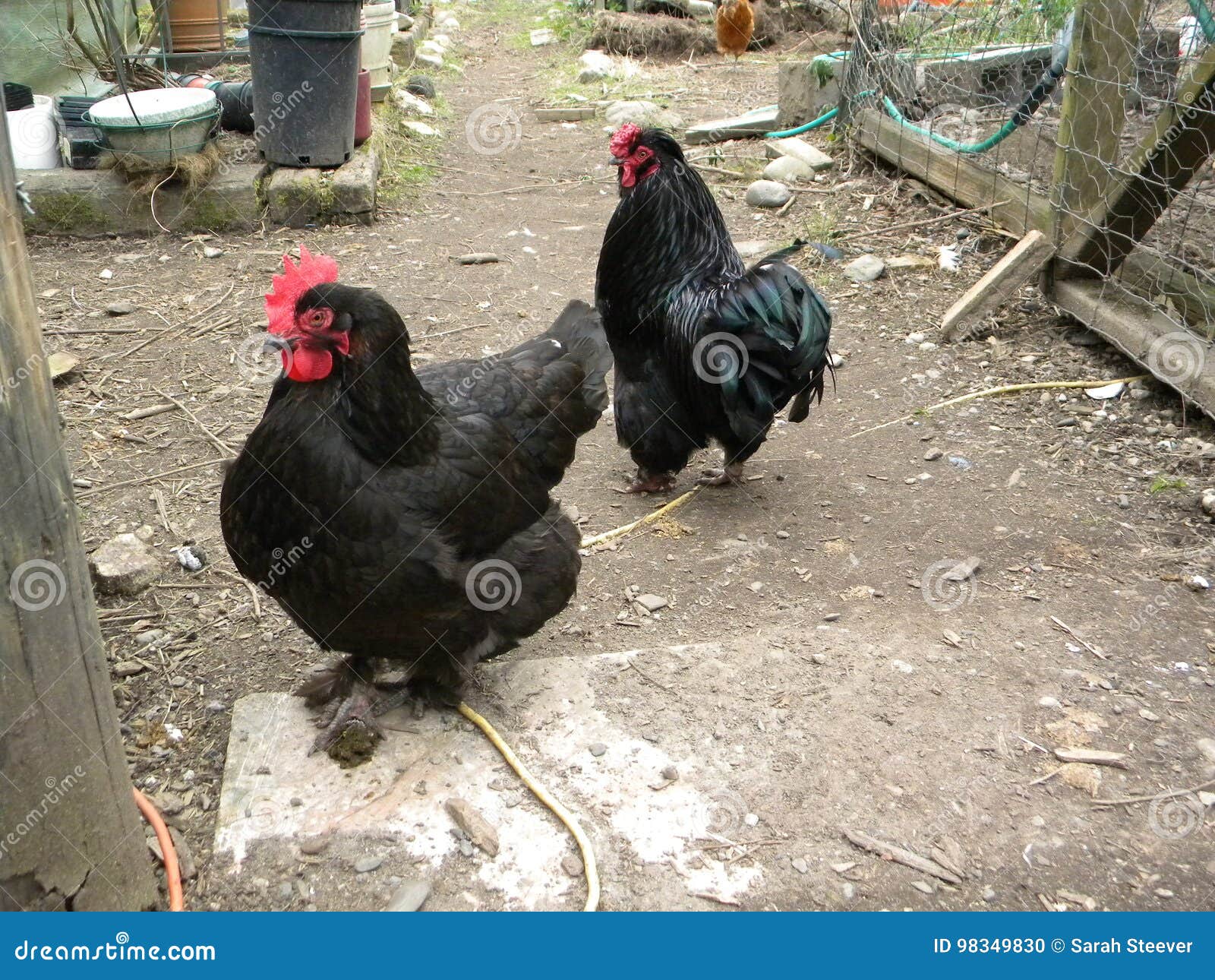 De Haan En Koper Marans Van De Silkiemengeling Stock Foto - Image of ...