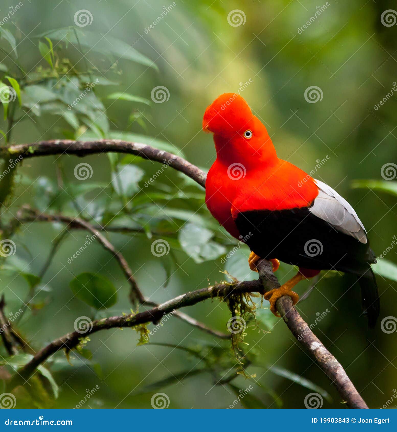 De haan-op-de-Rots vogel stock afbeelding. Image of gevederte - 19903843