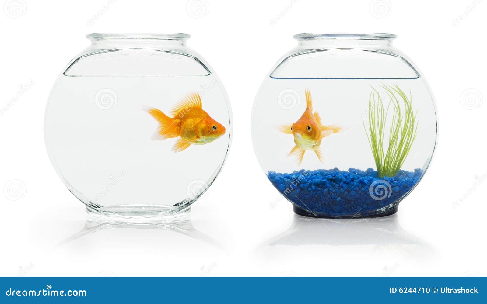 De Habitat van de goudvis stock foto. Image of geïsoleerd - 6244710