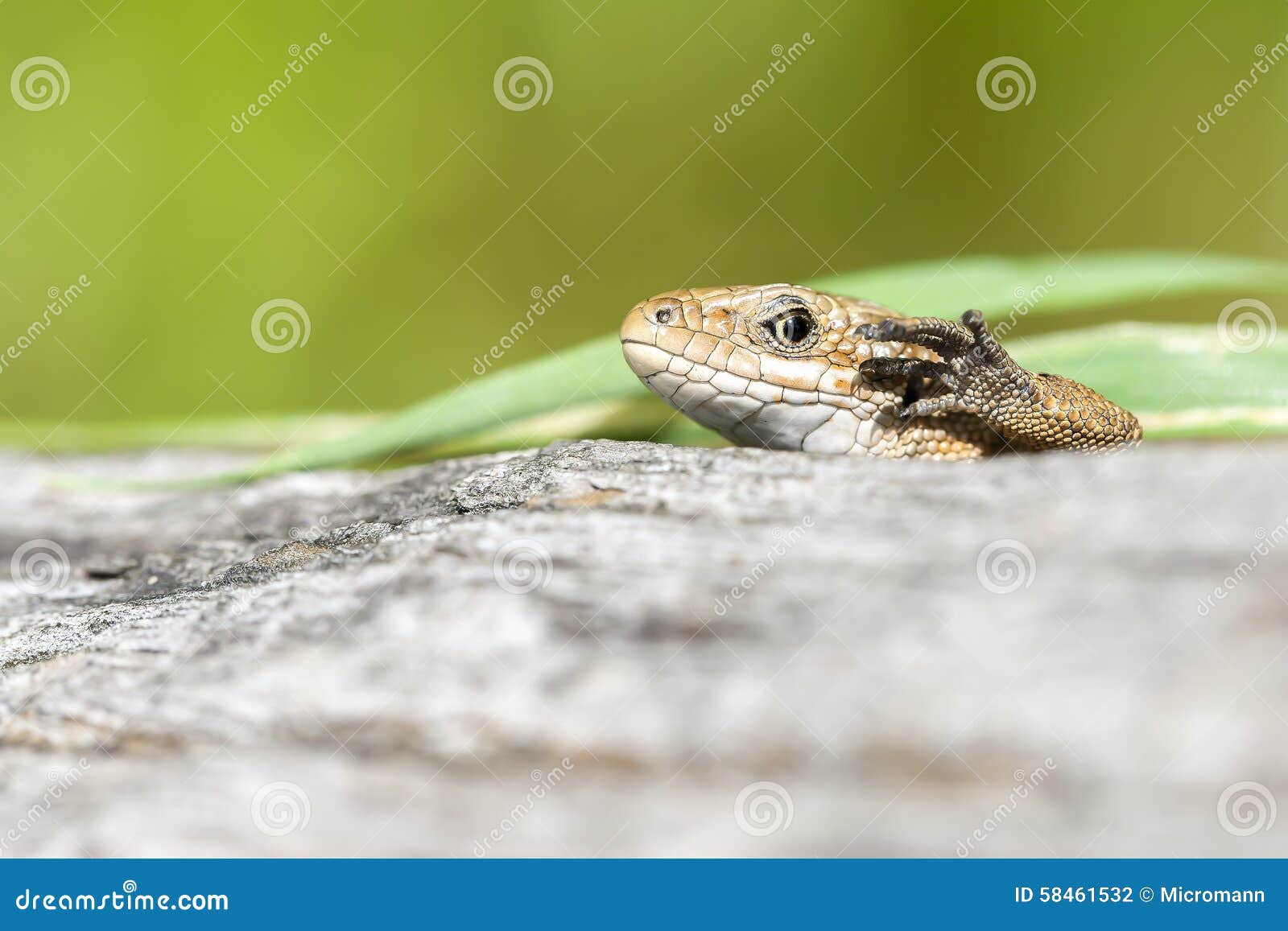 De Hagedis Benadrukt De Poot Stock Foto - Image of nave, hagedis: 58461532