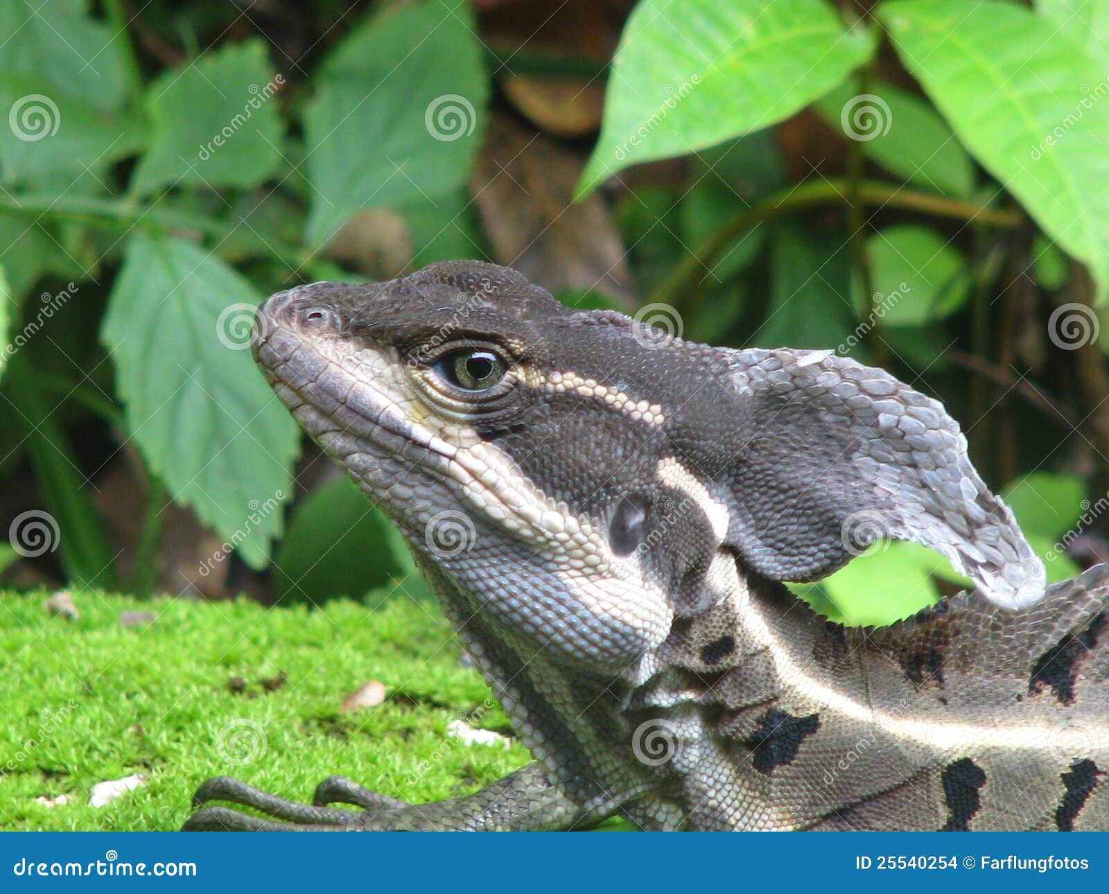 De hagedis van de basilisk stock foto. Image of blauw - 25540254