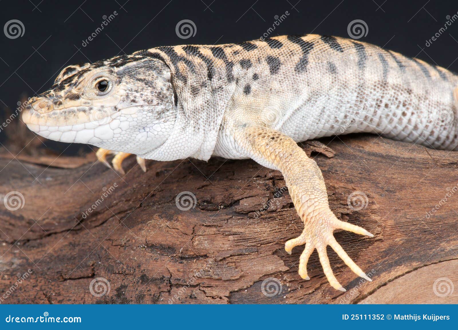 De hagedis van de tijger stock foto. Image of hagedissen - 25111352