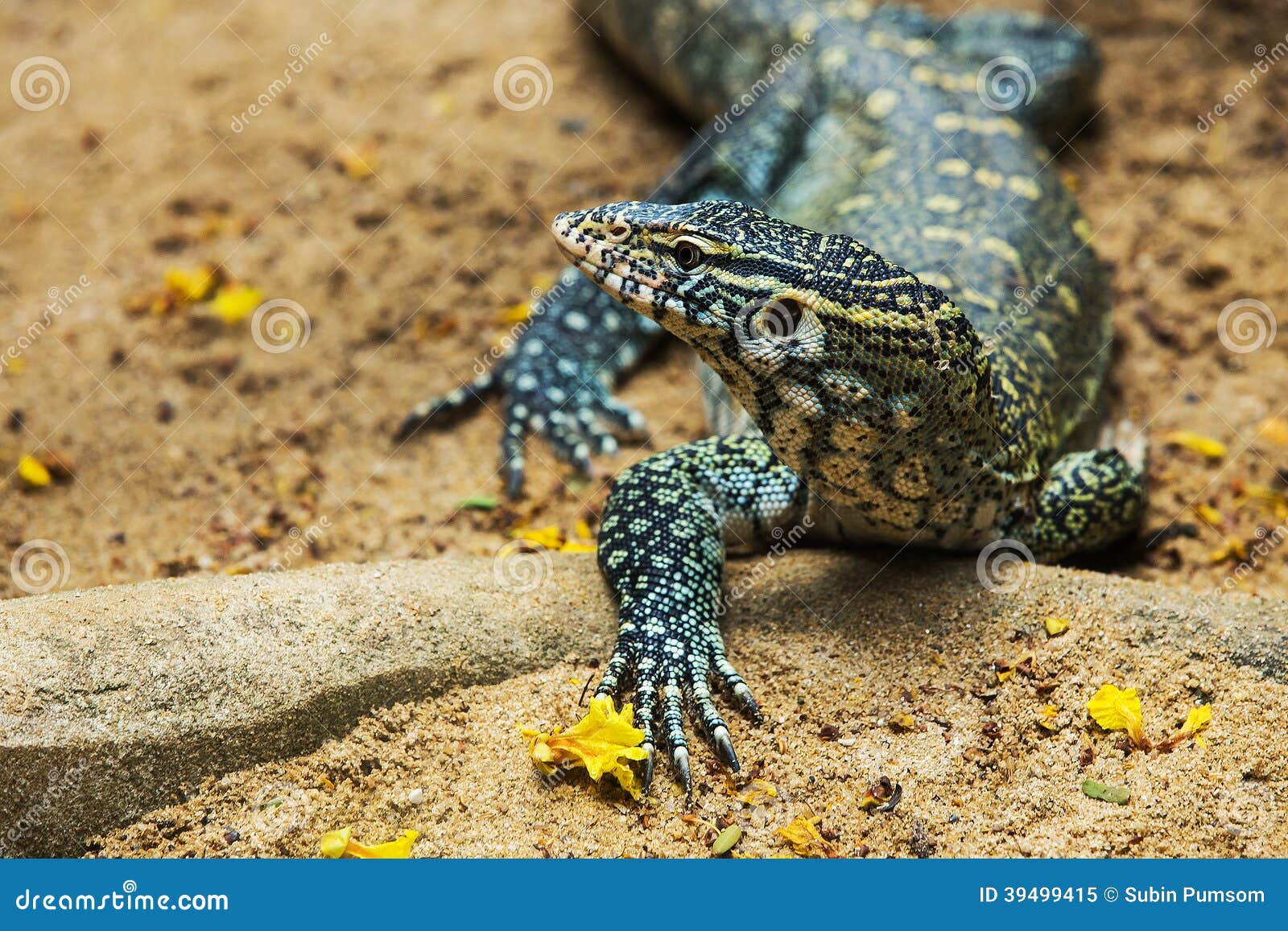 De Hagedis Van De Watermonitor Stock Afbeelding - Image of zeldzaam ...