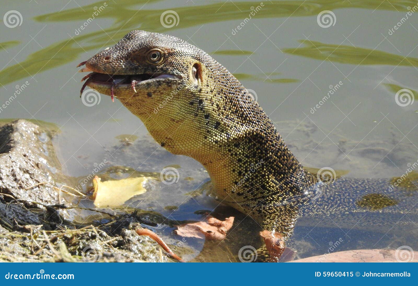 De Hagedis Van De Watermonitor Stock Afbeelding - Image of noordelijk ...