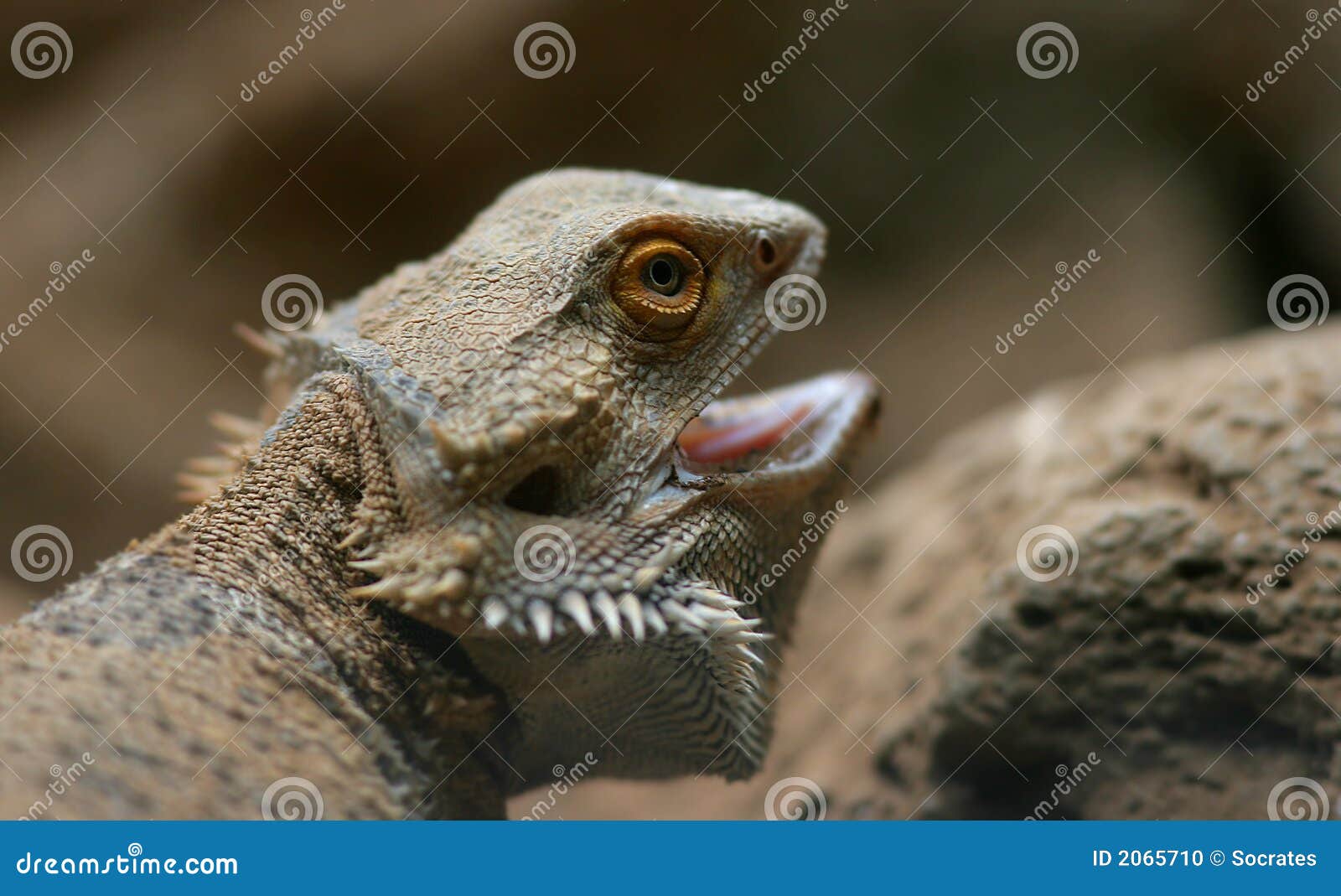 De hagedis van de woestijn stock foto. Image of reptiel - 2065710