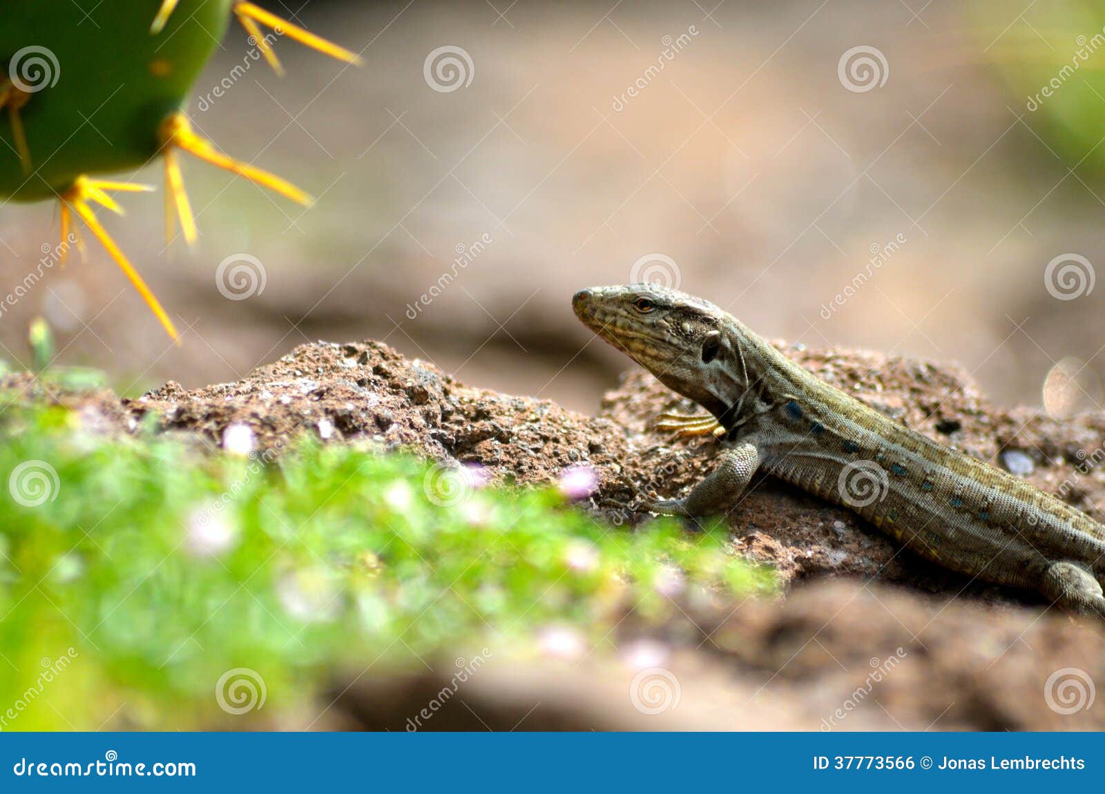 De hagedis van Tenerife stock foto. Image of vlekken - 37773566