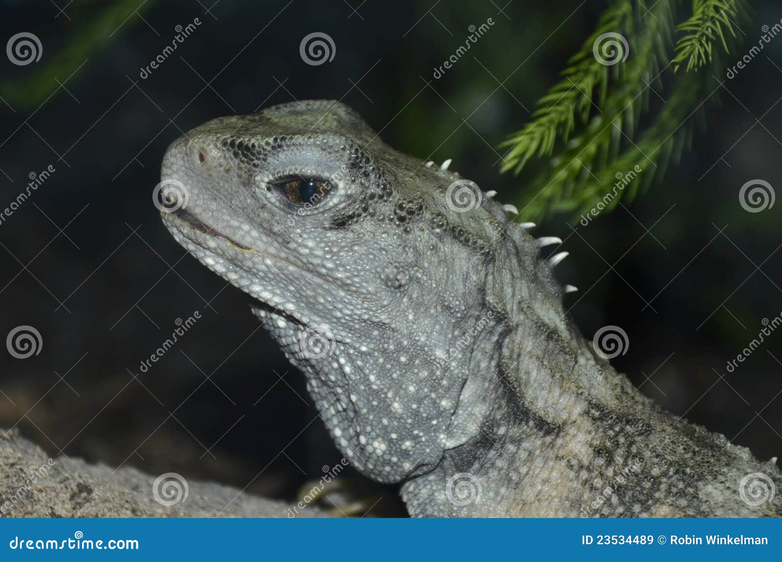 De hagedis van Tuatara stock afbeelding. Image of hagedis - 23534489
